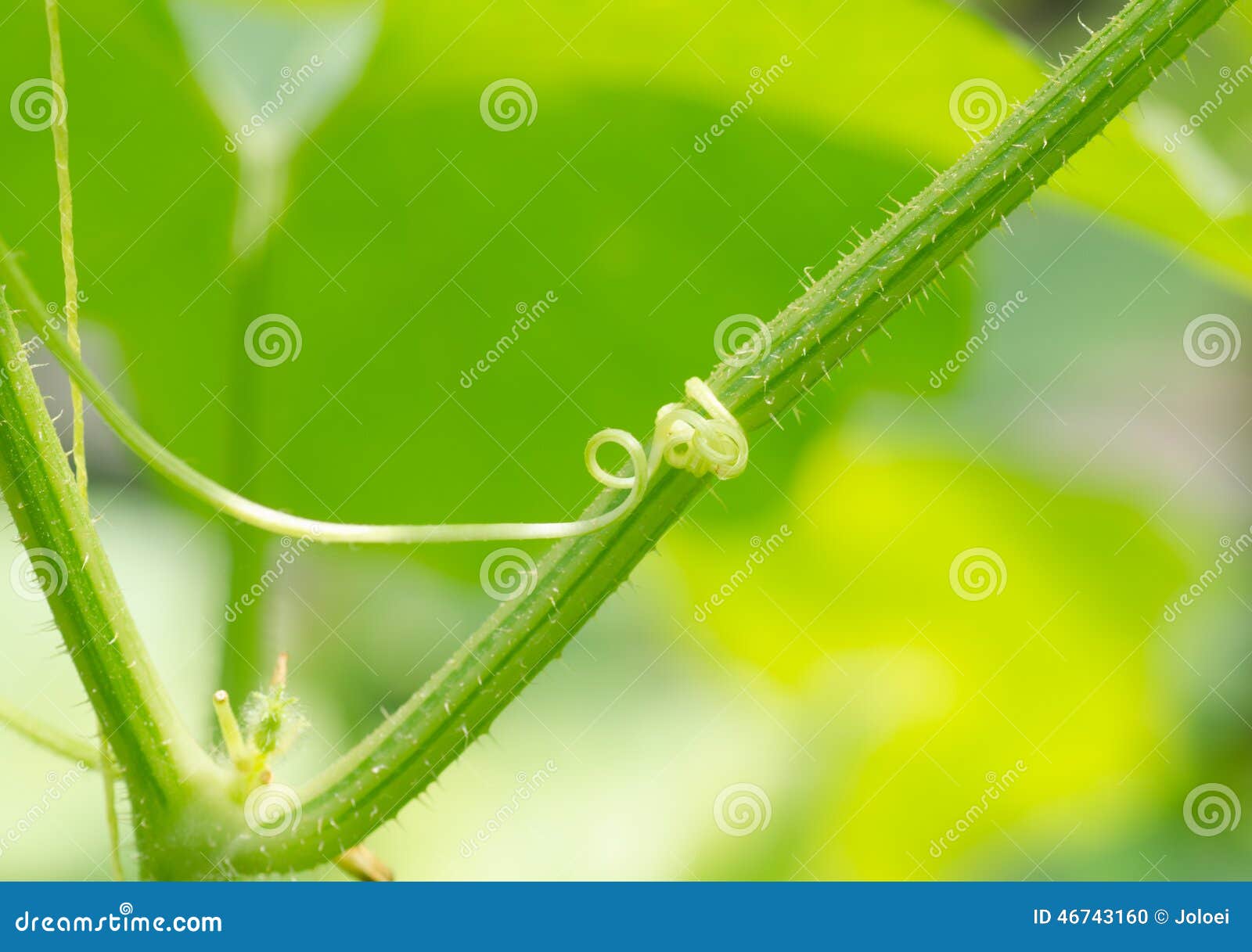 Beautiful Spiraling Tendril from Melon Vine Stock Photo - Image of ...