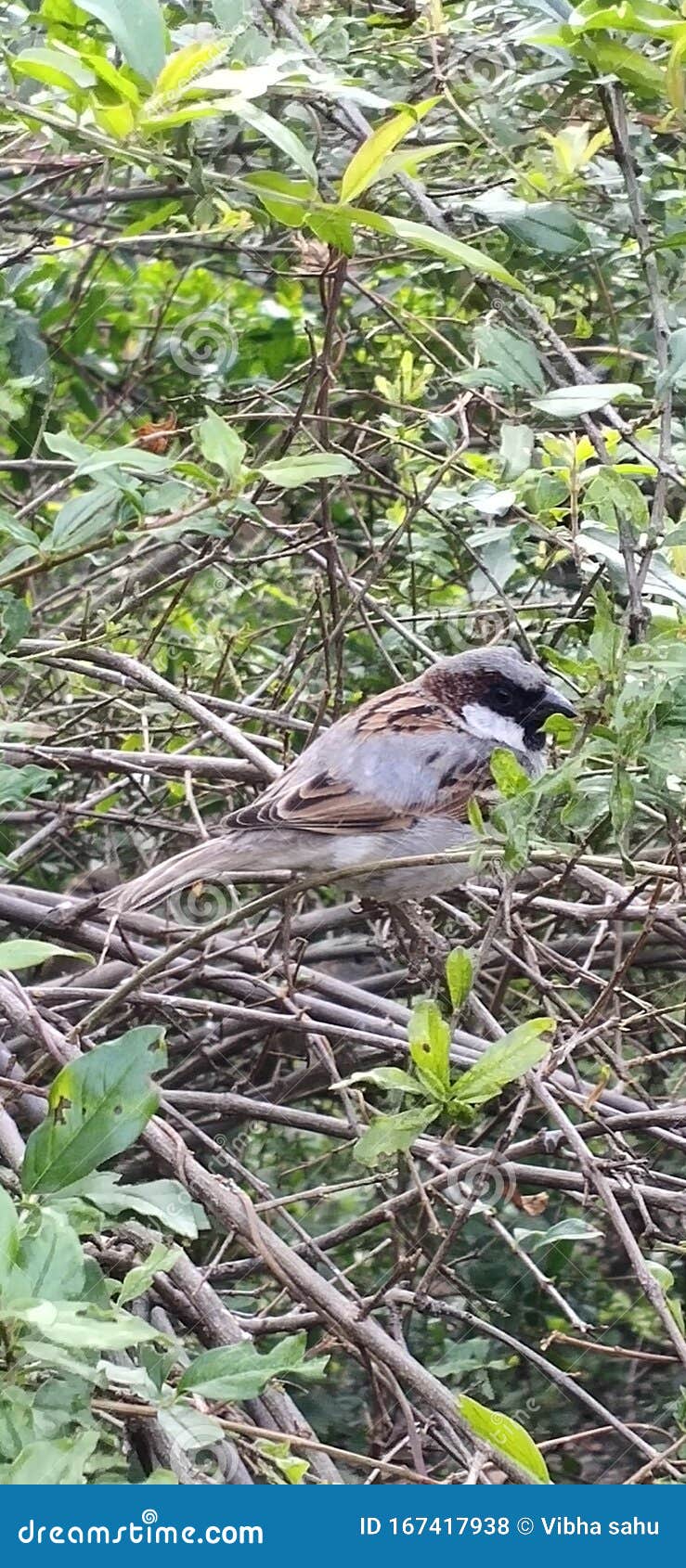 Beautiful Sparrow bird stock photo. Image of green, tree - 167417938