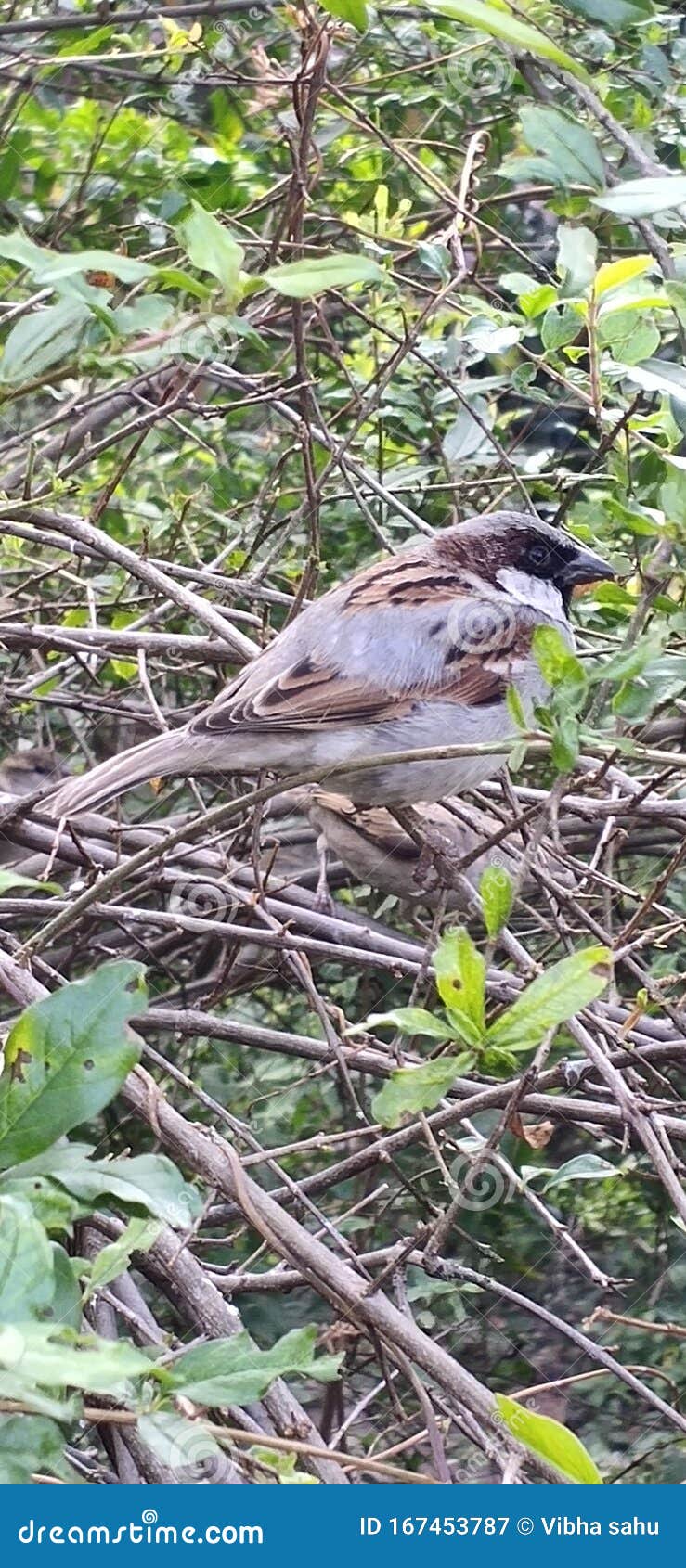 Beautiful Spirow bird stock image. Image of stamps, spirow - 167453787
