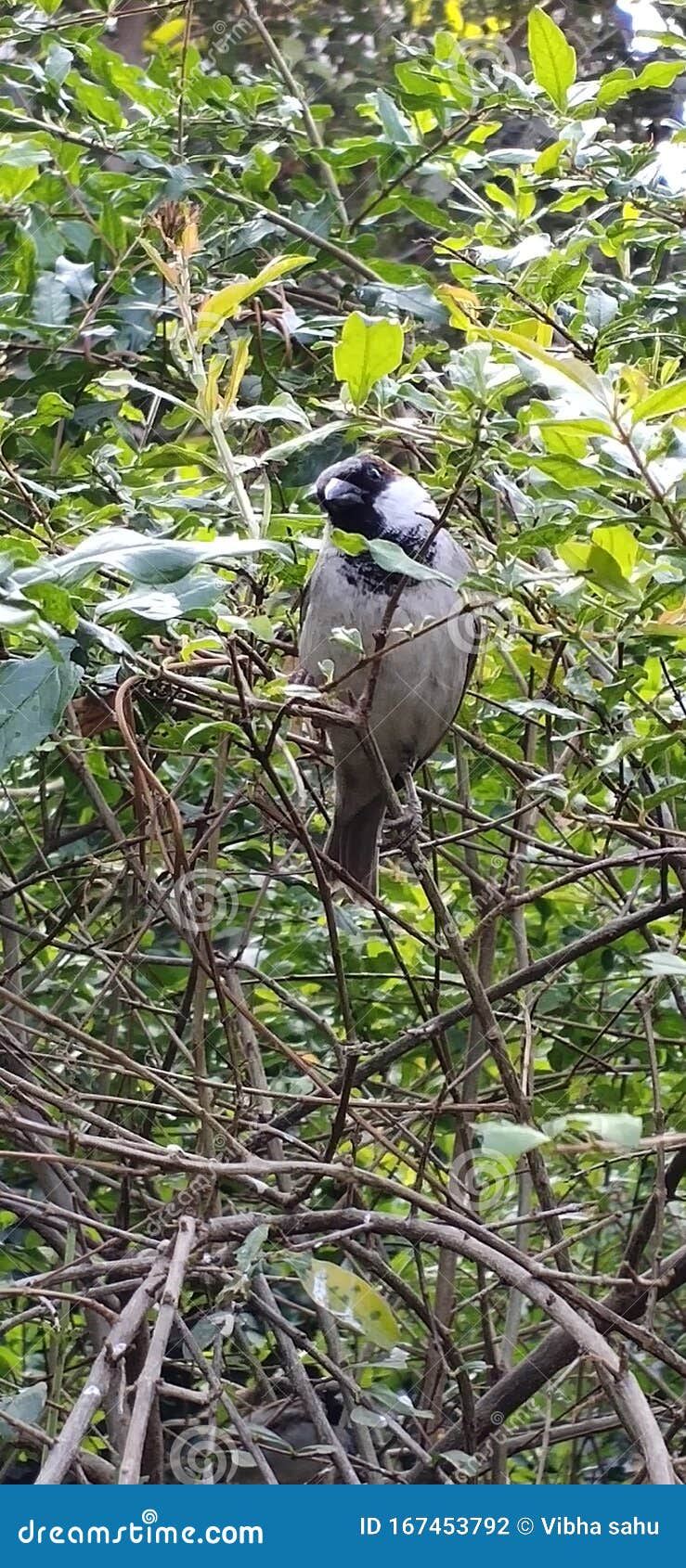 Beautiful Spirow bird stock photo. Image of bird, spirow - 167453792