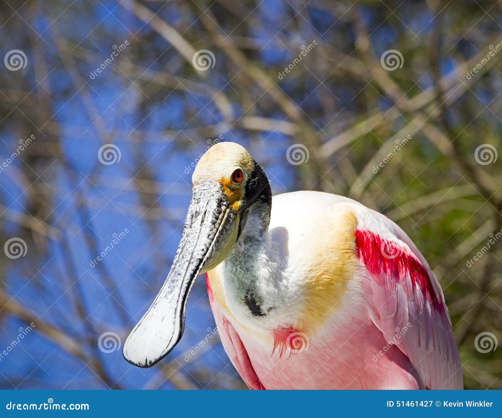 Beautiful Spoonbill stock image. Image of billed, nature - 51461427