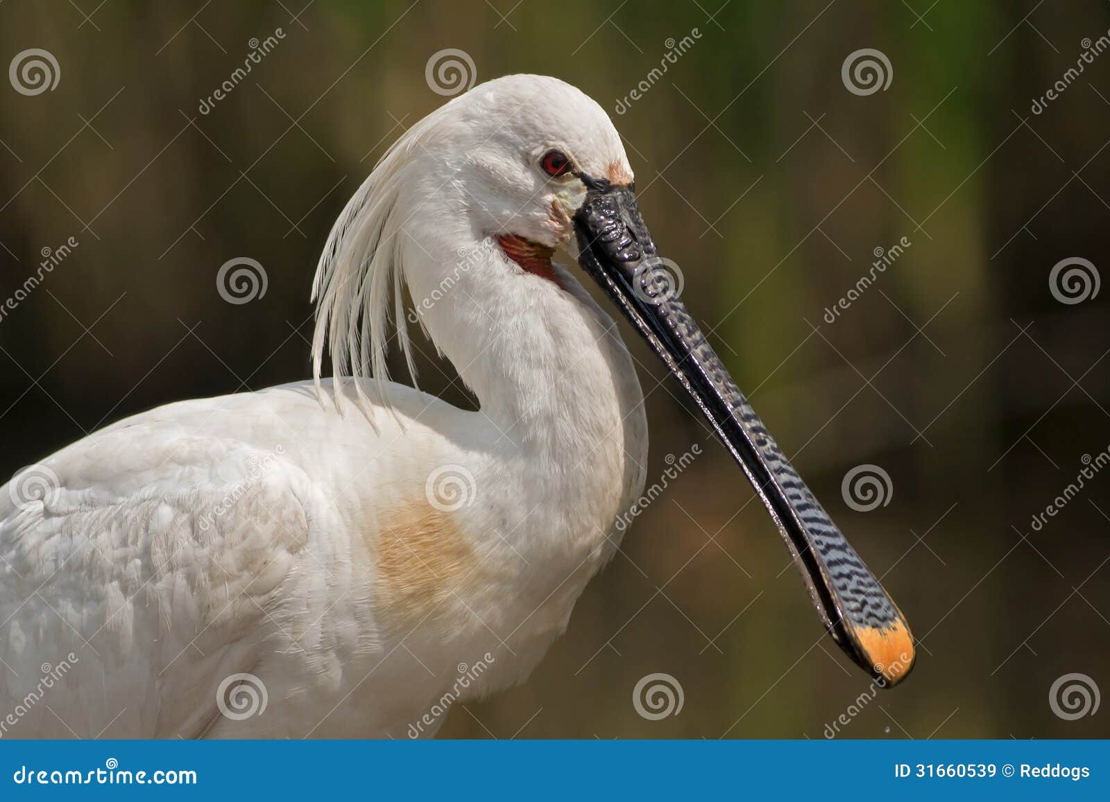 Beautiful Spoonbill Portrait Stock Image - Image of head, face: 31660539