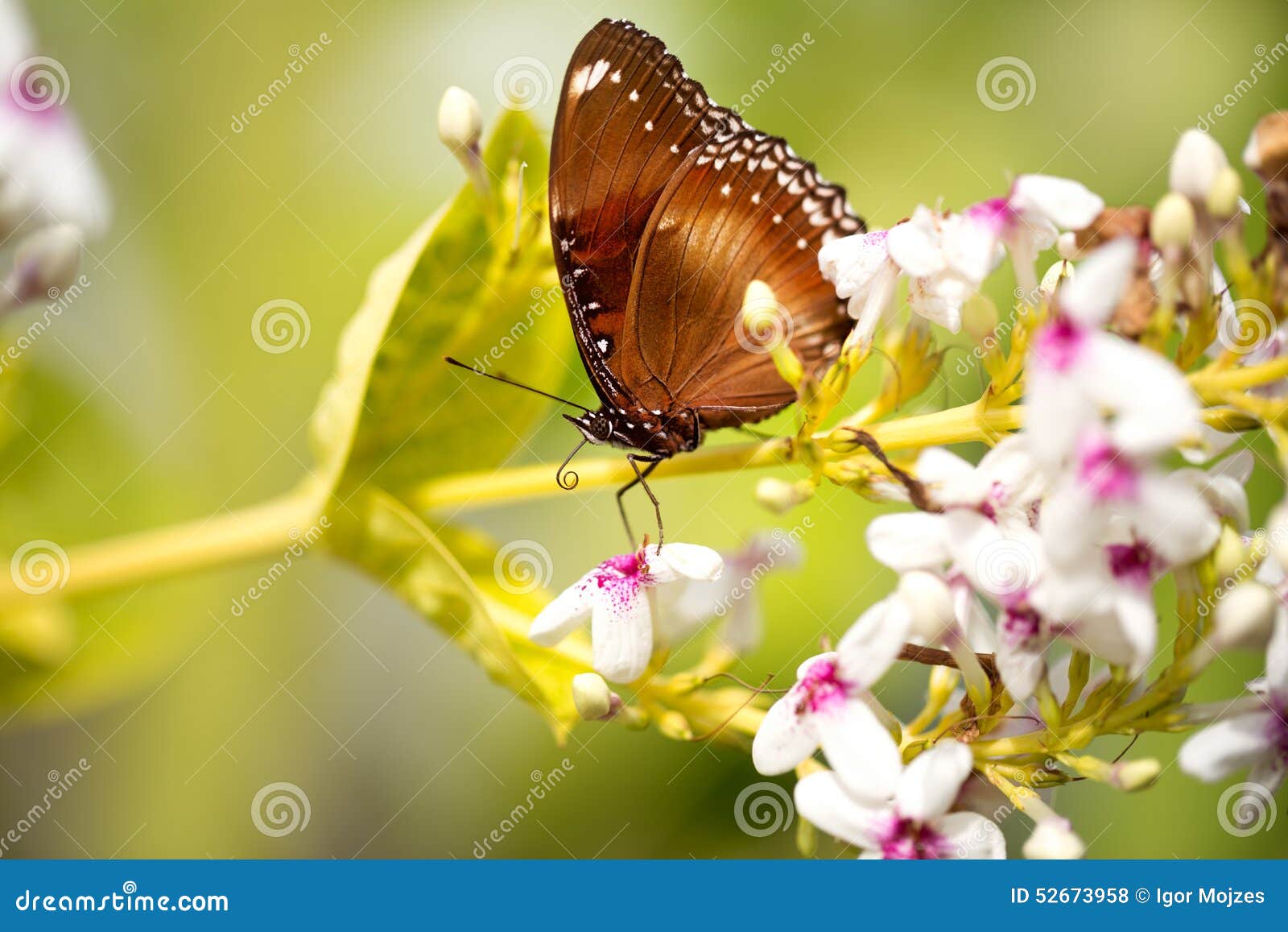 Beautiful Spotted Butterfly Stock Photo - Image of horizontal, color ...