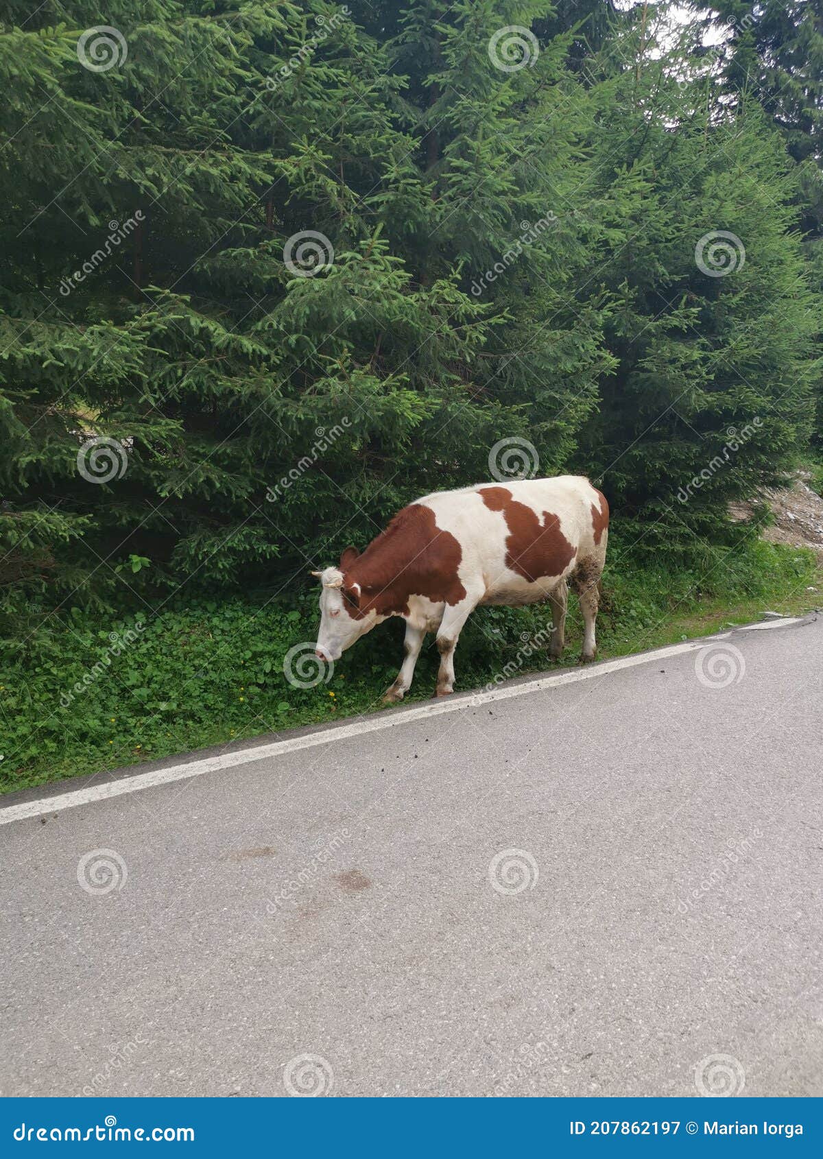 Beautiful spotted cow stock image. Image of sheep, grass - 207862197