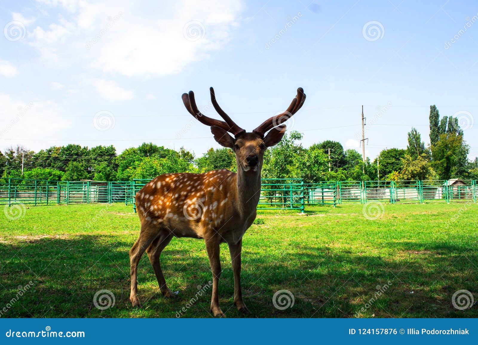 A Beautiful Spotted Dear in the Zoo Stock Photo - Image of nature ...