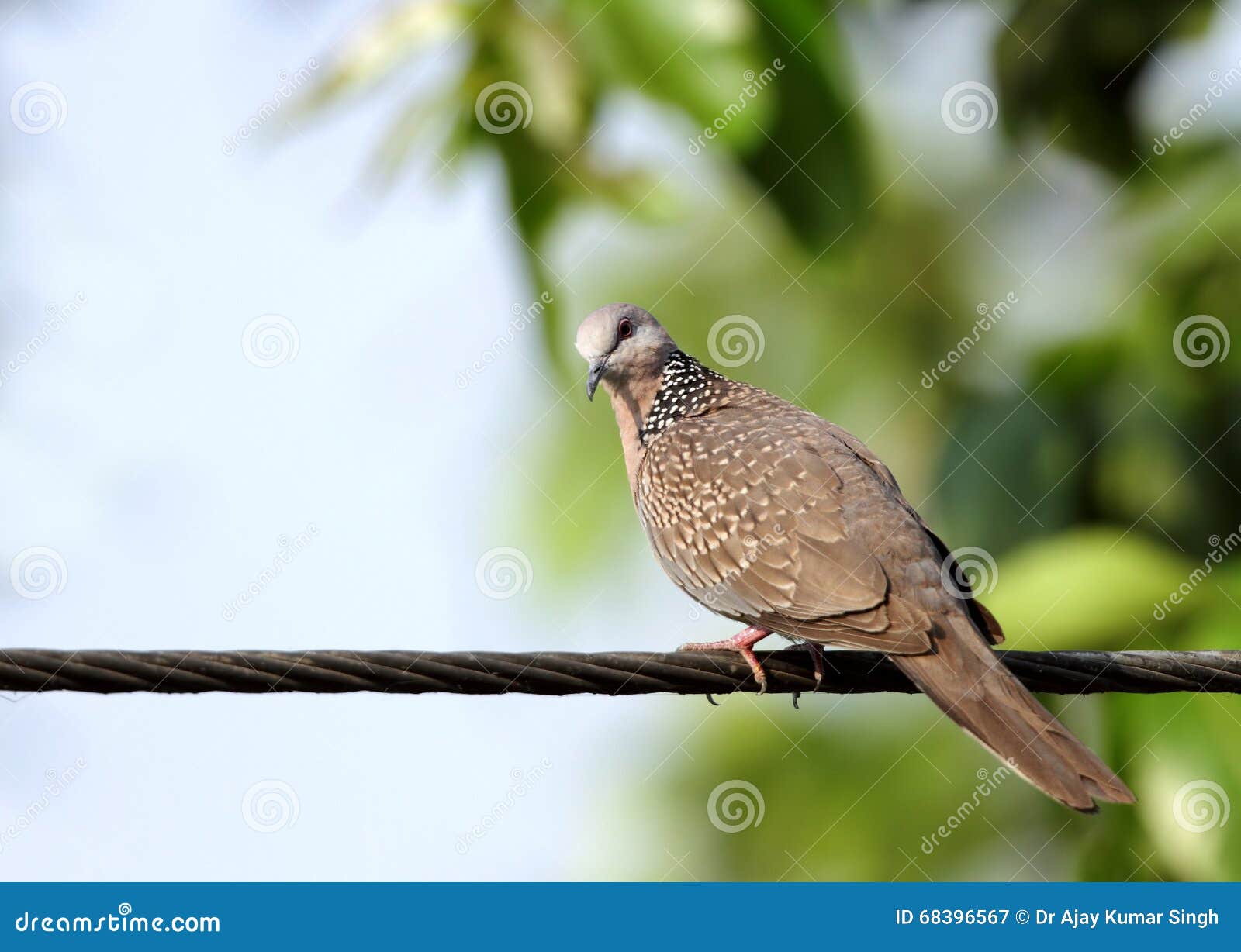 Beautiful Spotted Dove stock image. Image of colorful - 68396567