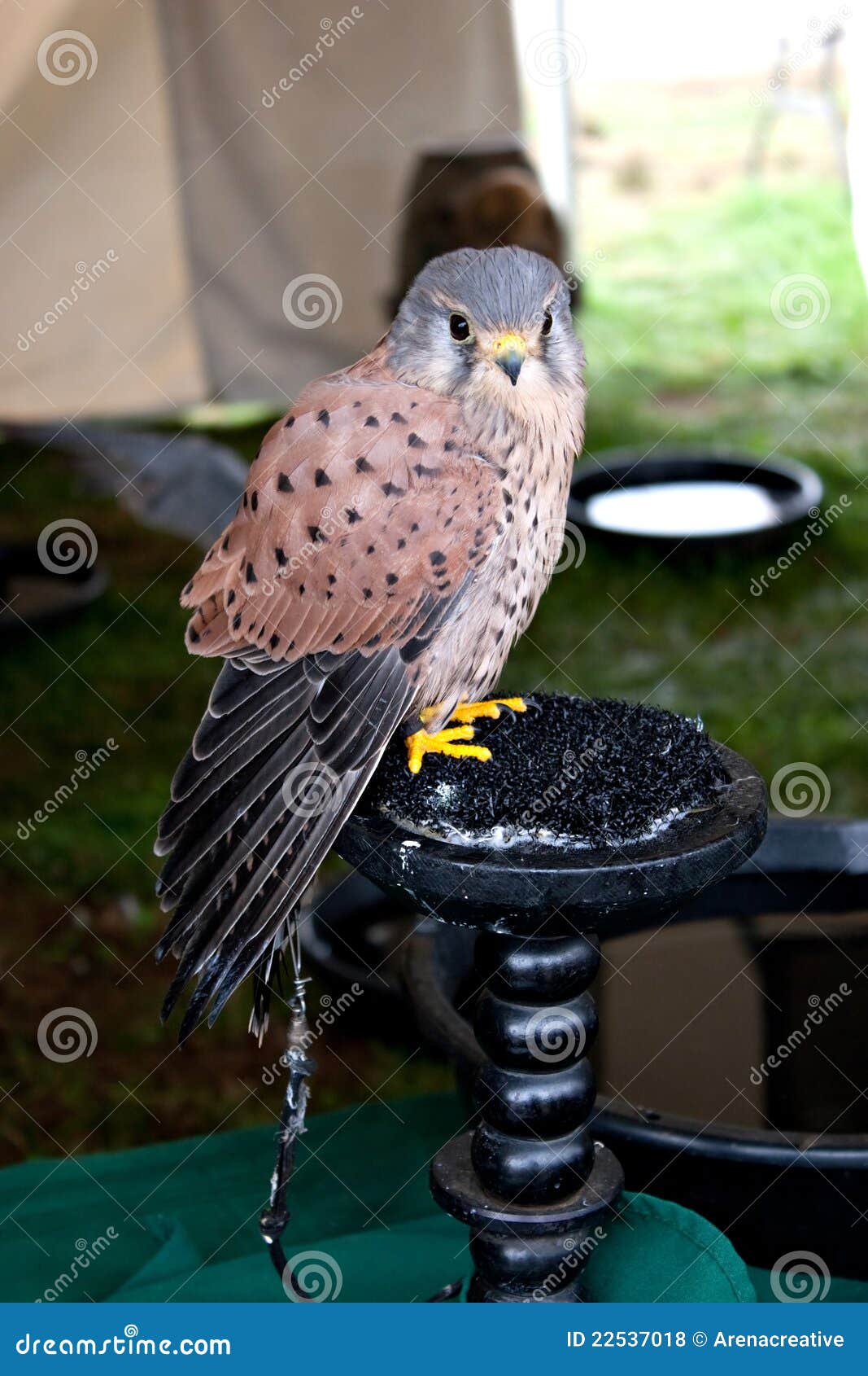 Beautiful Spotted Falcon Bird Stock Photo - Image of carnivorous ...