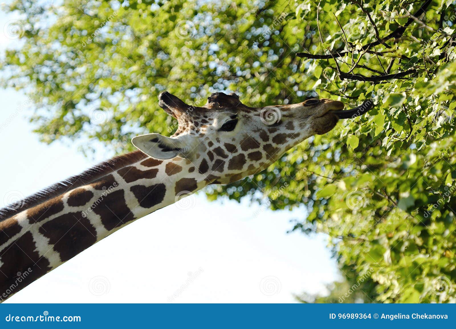 Beautiful Spotted Giraffe in the Summer Zoo Stock Photo - Image of view ...