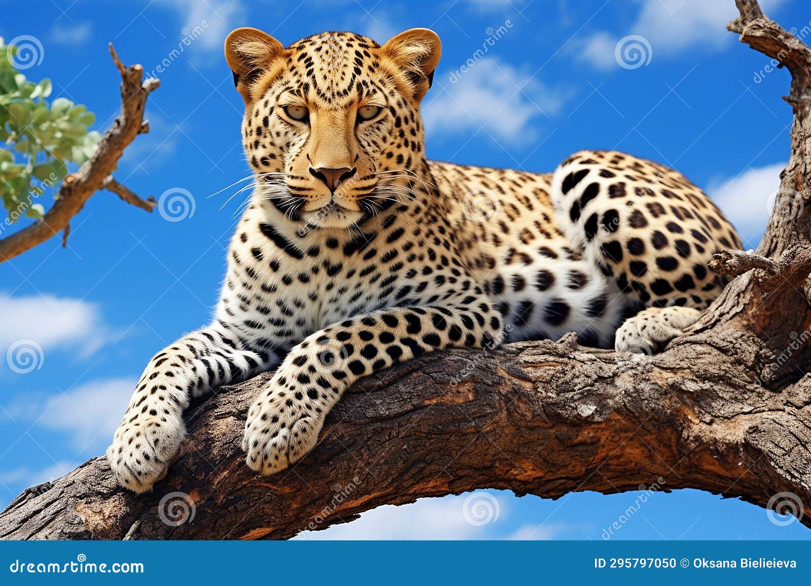 Beautiful Spotted Leopard Lying on a Tree Stock Photo - Image of animal ...