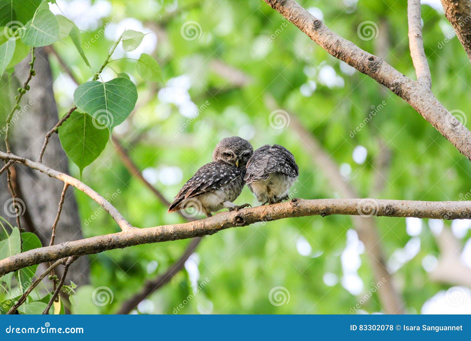 Beautiful spotted owlet stock photo. Image of wildlife - 83302078