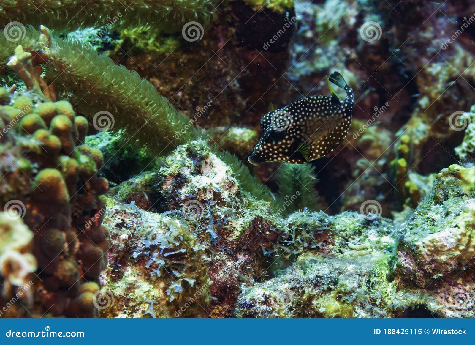Beautiful Spotted Trunkfish Searching for Food Stock Image - Image of ...