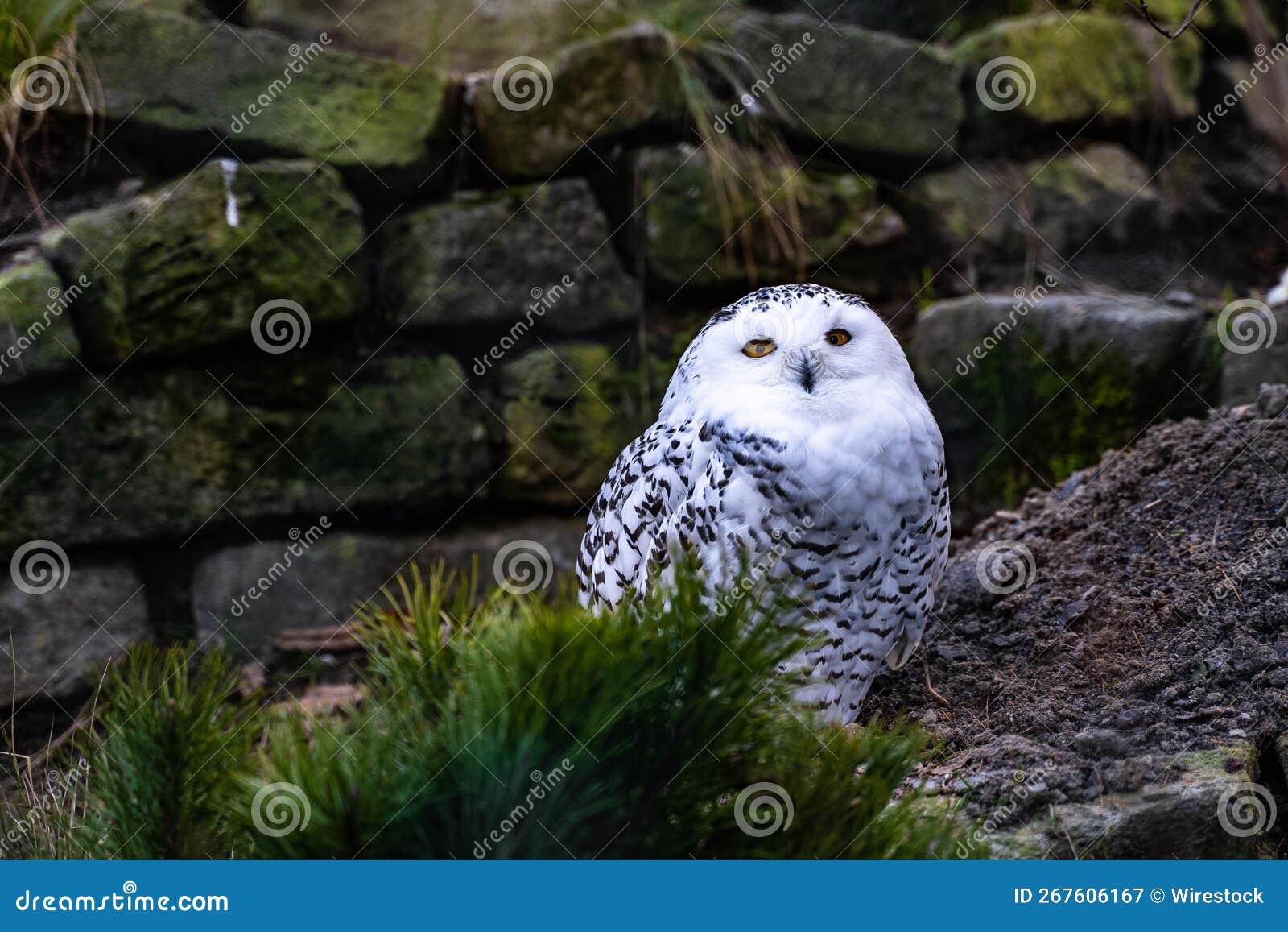Beautiful Spotted White Snowy Owl Perched on a Rock Stock Image - Image ...