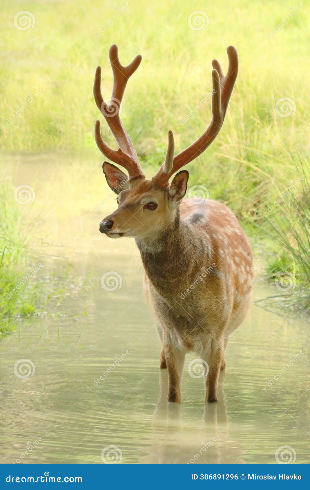 Beautiful Spotty Dalmation Cross Joyfully Sticks Out His Tounge Stock ...