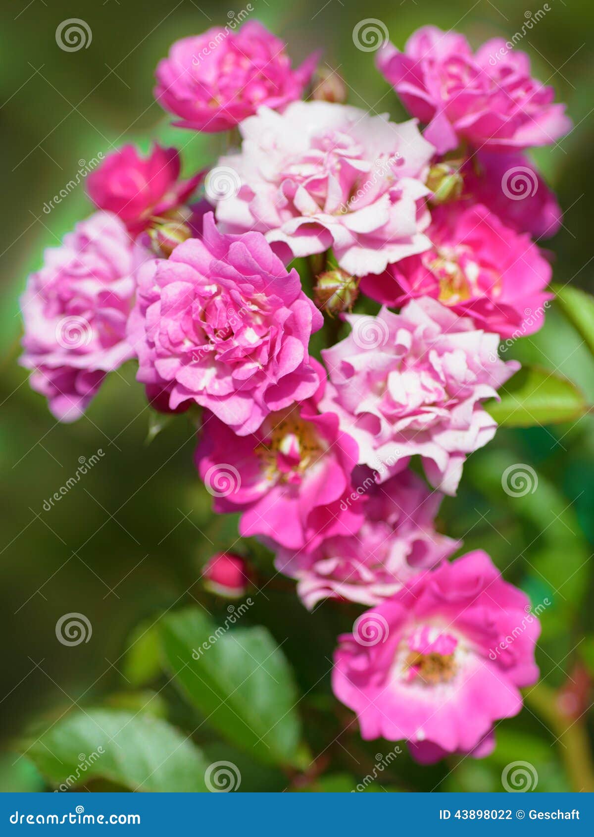 Beautiful Spray Roses stock photo. Image of garden, blooming - 43898022