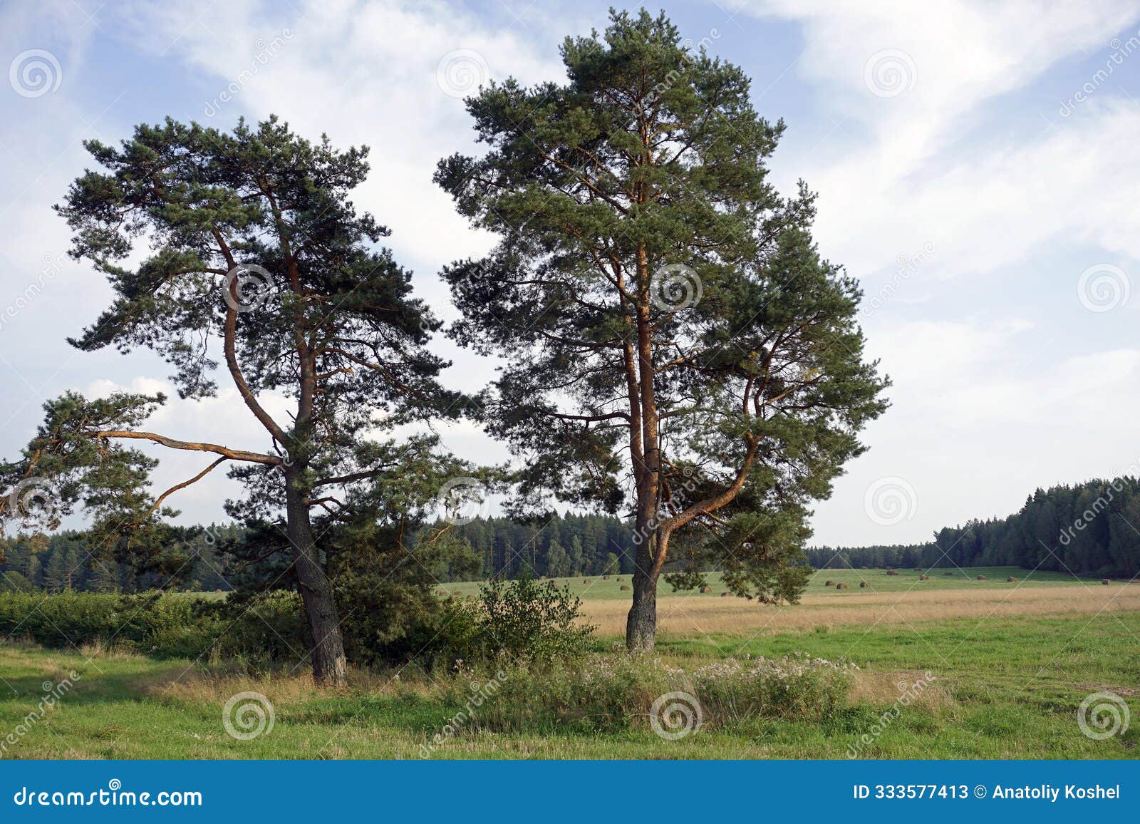 Beautiful Spreading Pine Trees by the Road at the Edge of the Field ...