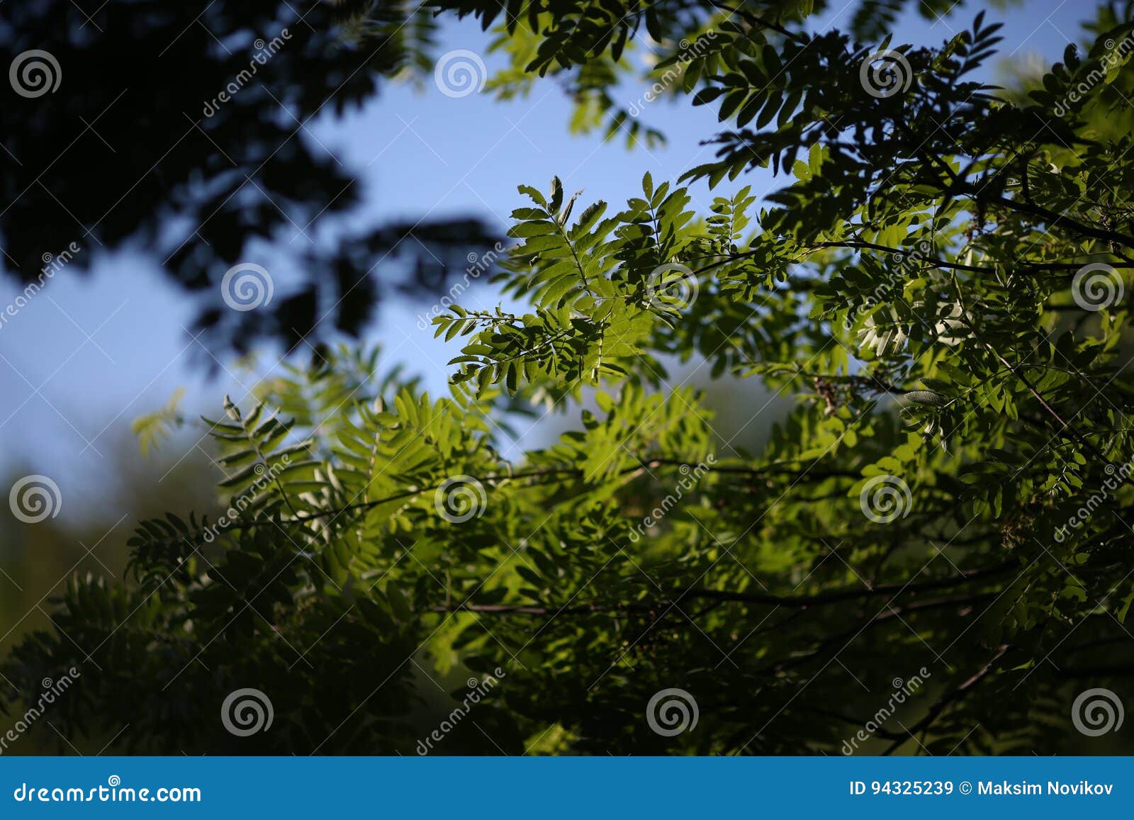 Beautiful sprig of acacia stock image. Image of nature - 94325239