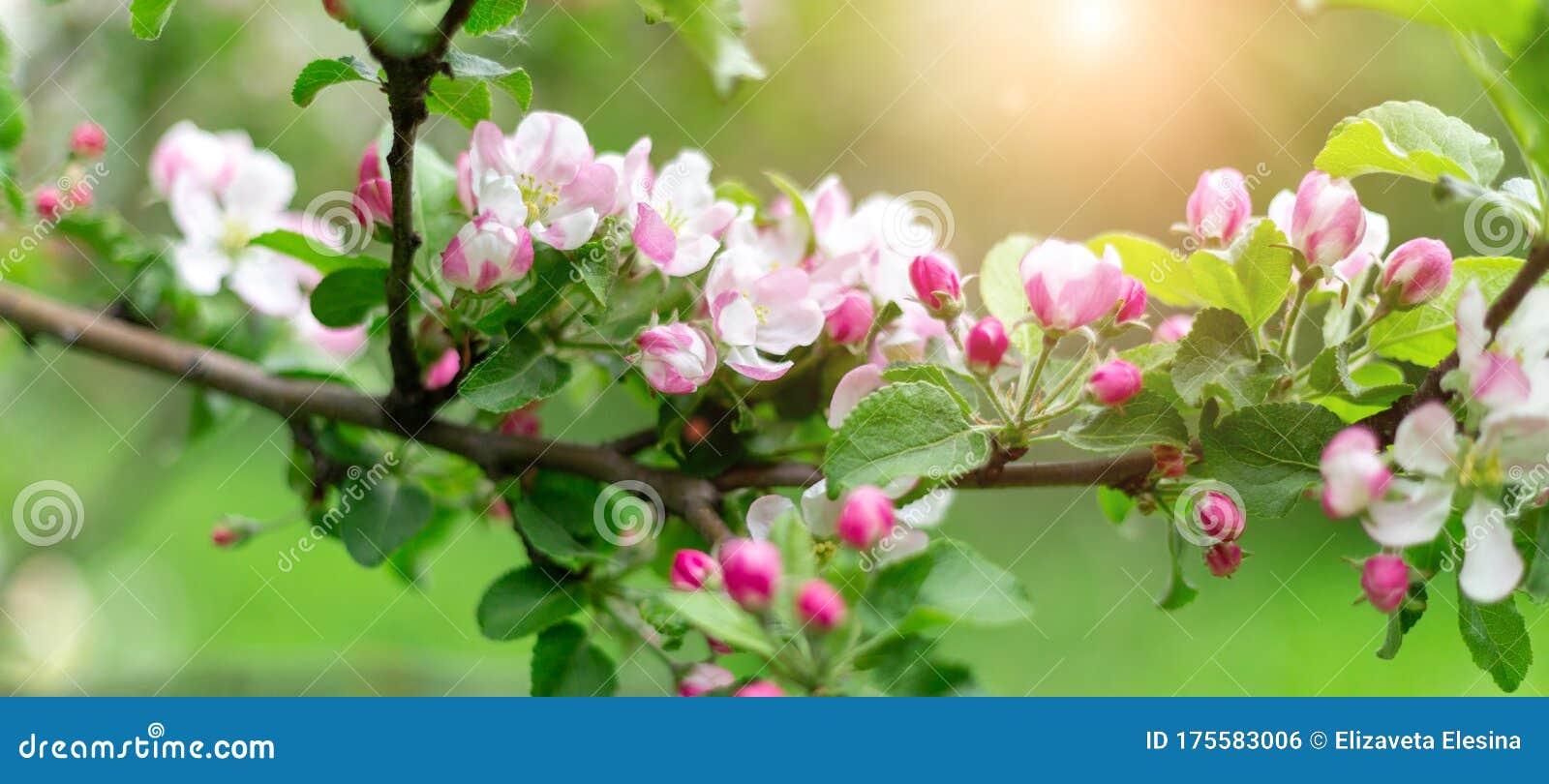 Beautiful Spring Background with Blooming Pink Apple Tree Flowers ...