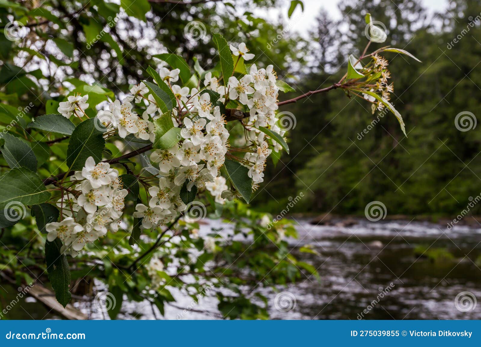 Blooming Tree Branch Over the Water Stream Stock Image - Image of ...