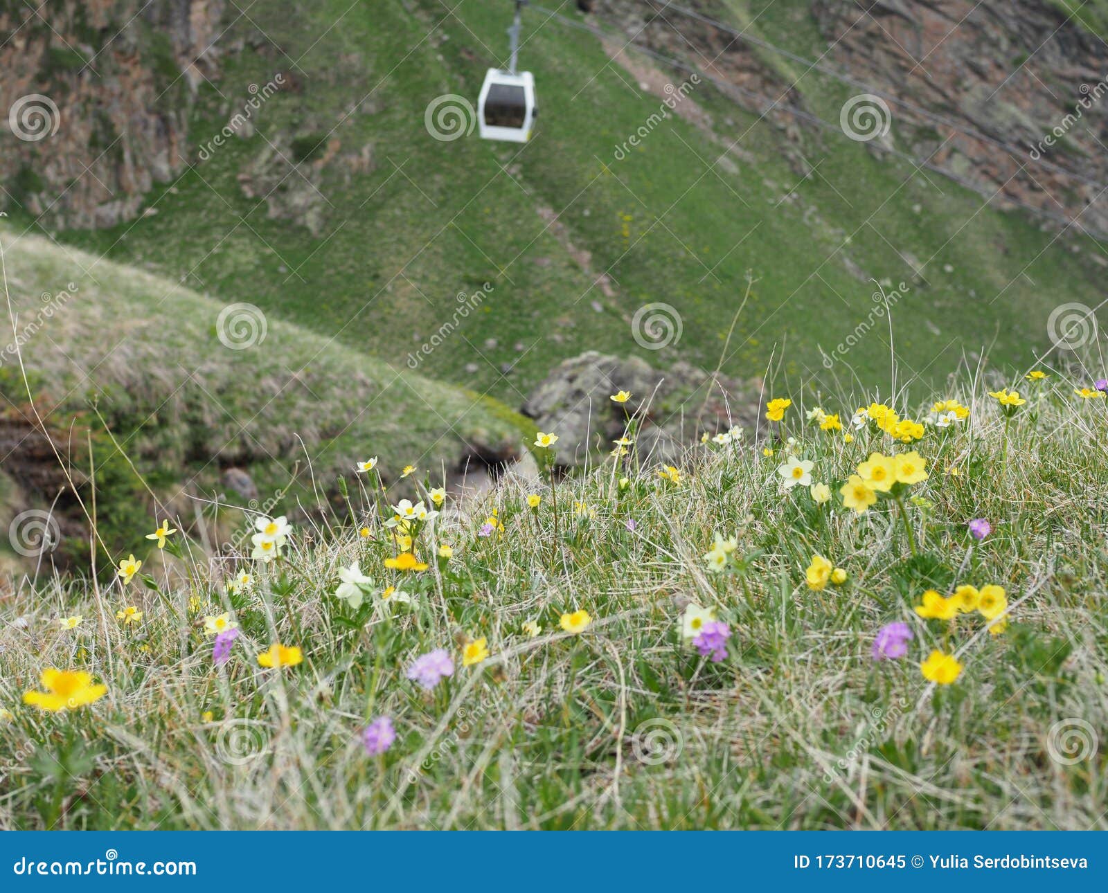 Beautiful Spring Background, Wild Flowers Bloom in Alpine Meadows High ...