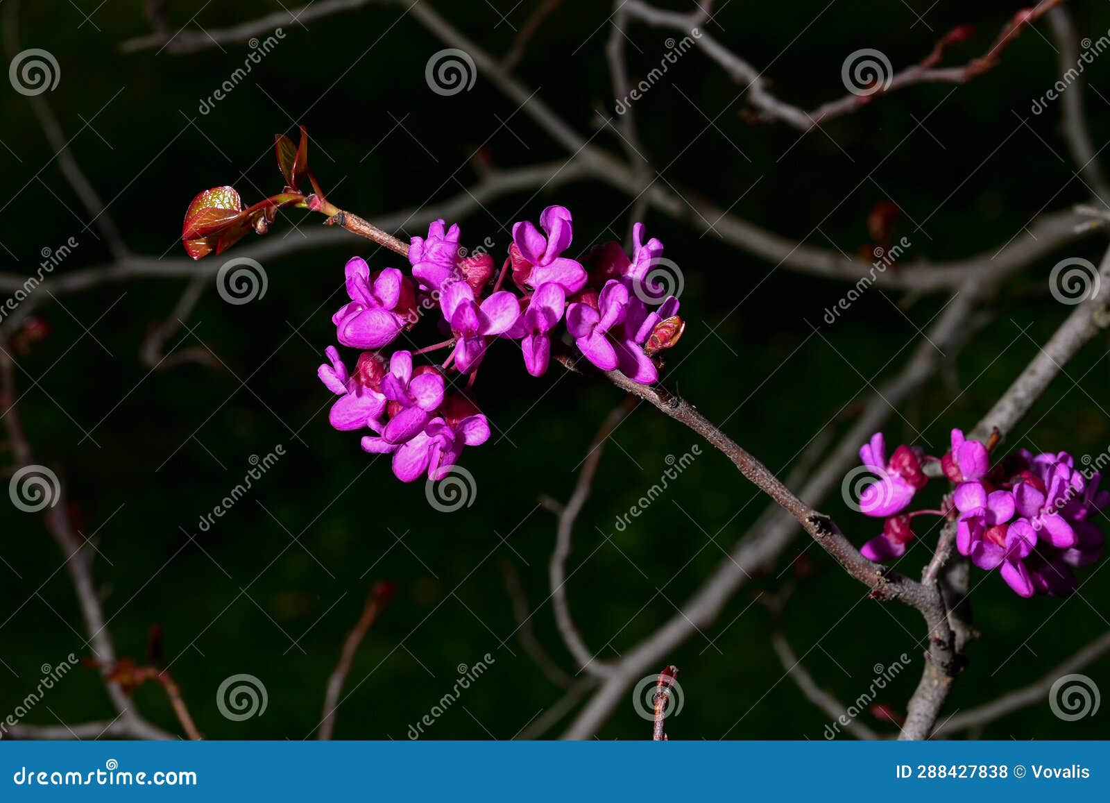 Beautiful Spring . Blooming Cercis Stock Photo - Image of tree ...
