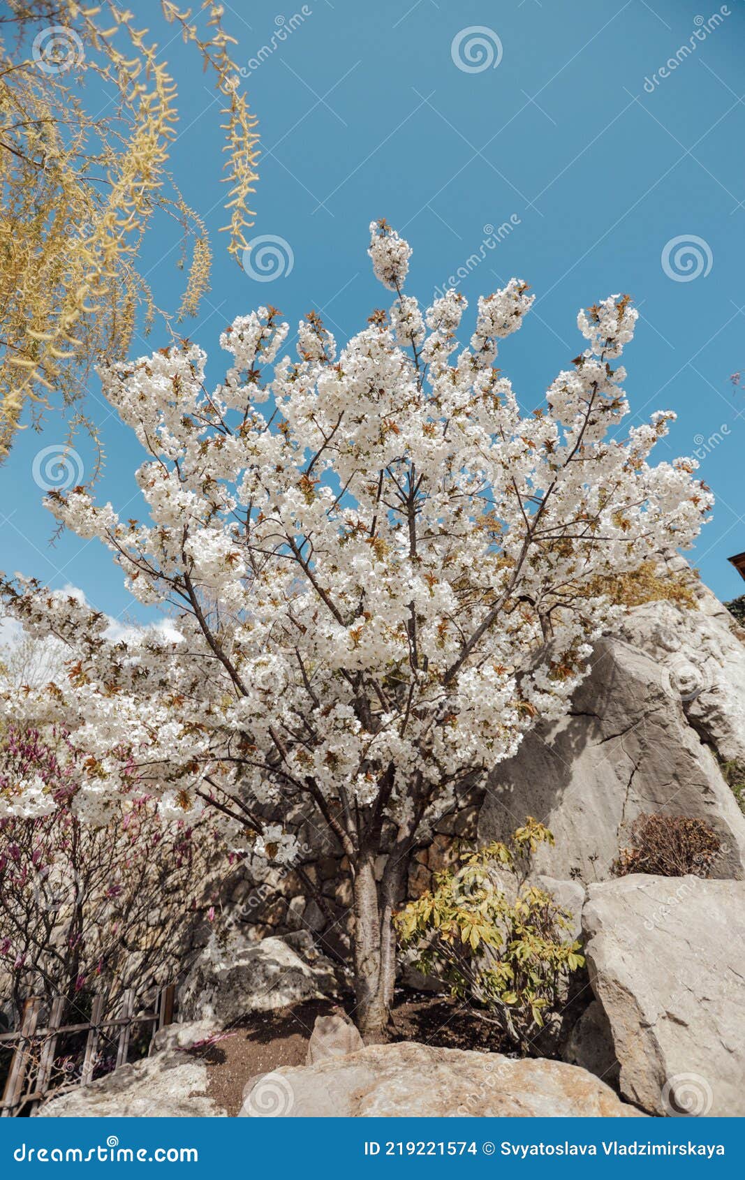 Beautiful Spring Blooming Garden Stock Photo - Image of nature, blossom ...