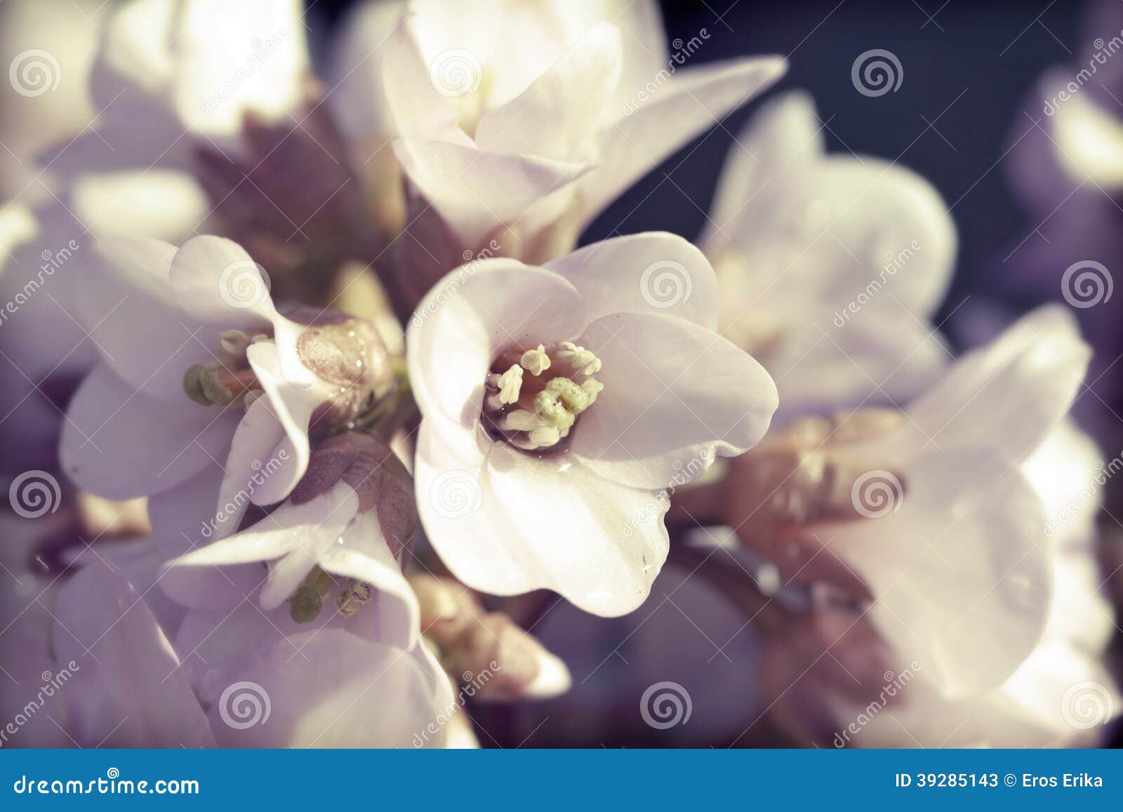 Beautiful spring blossom stock image. Image of health - 39285143