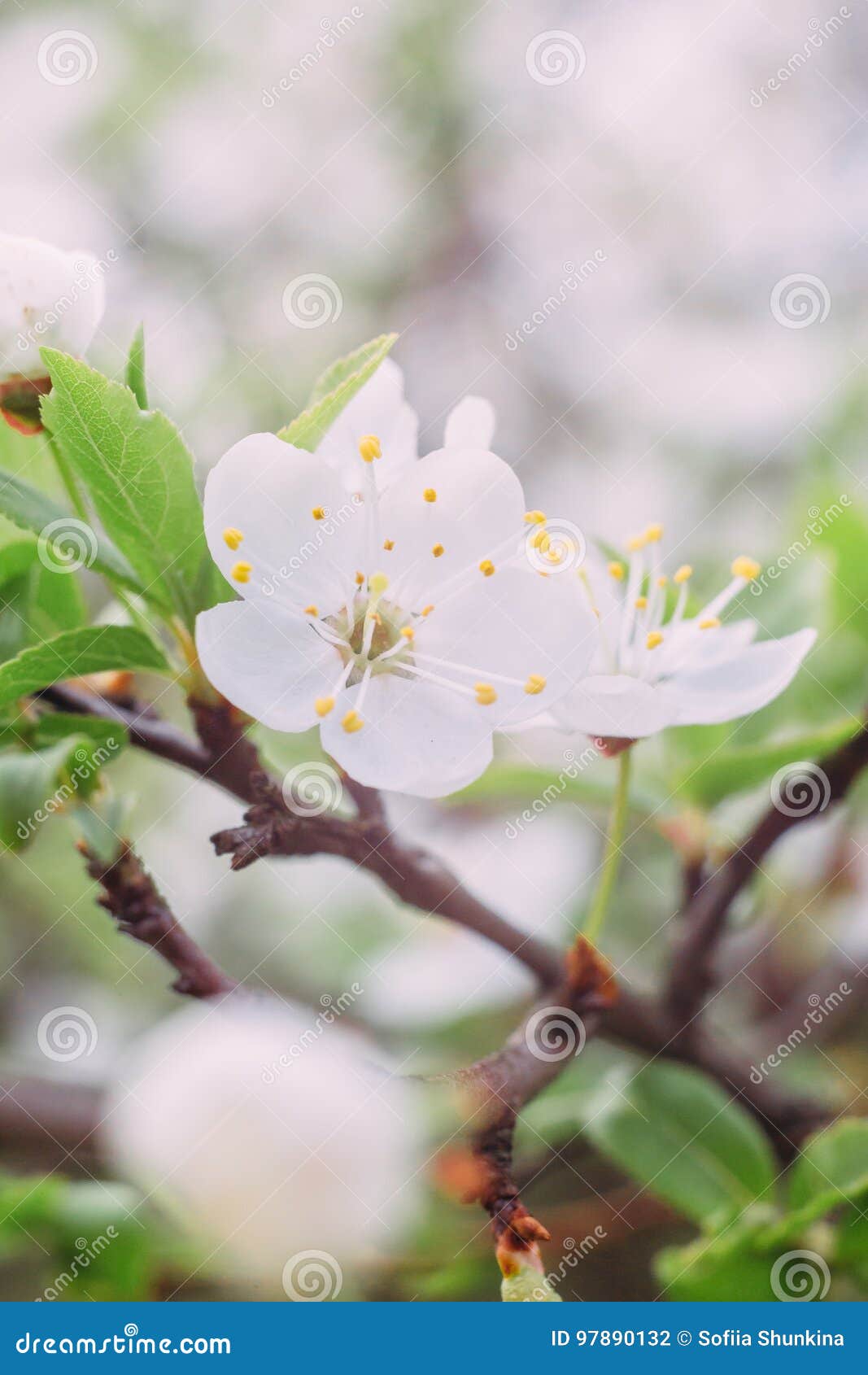 Beautiful Spring Blossom of the Tree Stock Photo - Image of nature ...
