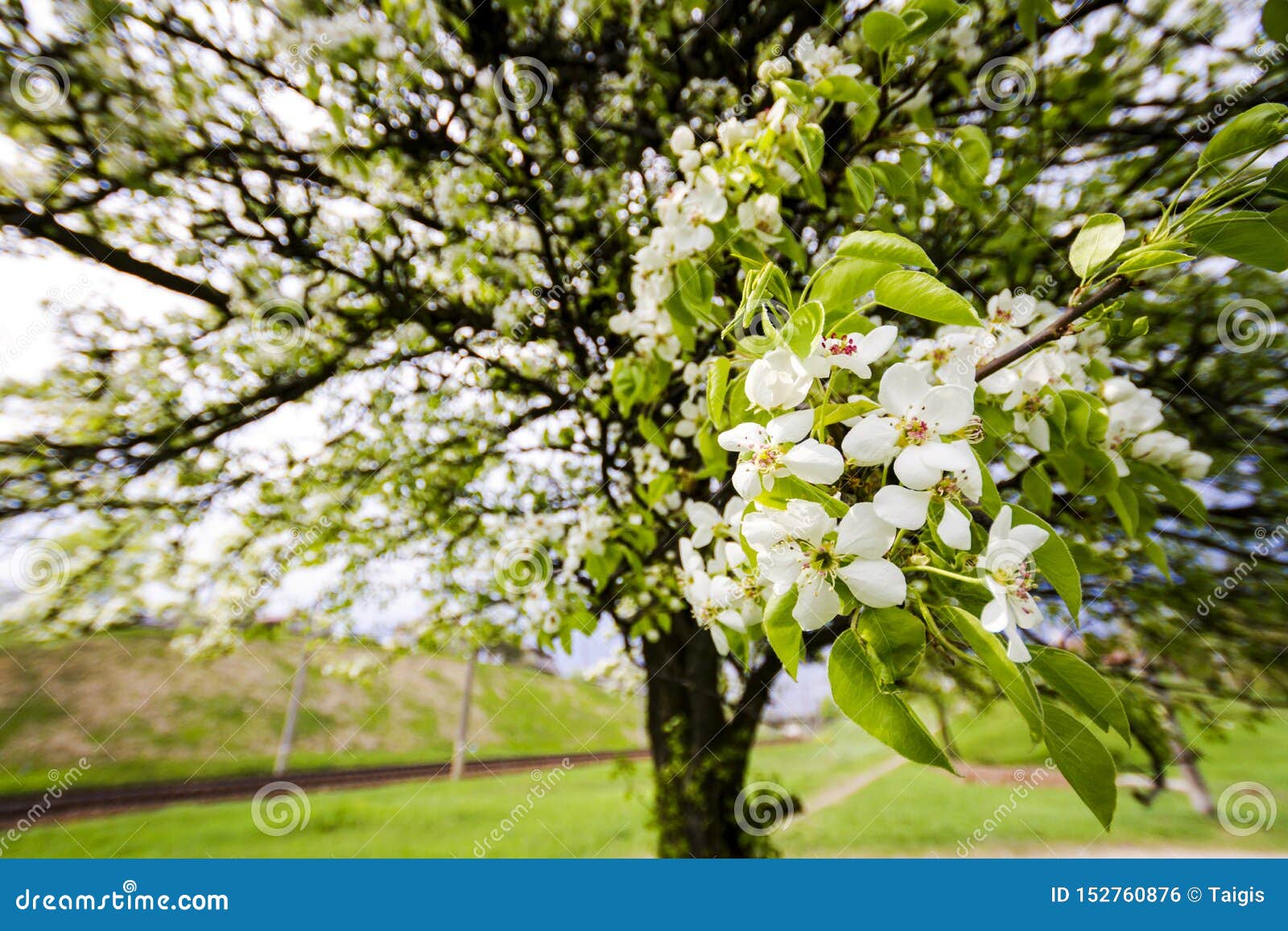 Beautiful Spring Blossoming Pear Tree Stock Photo - Image of gardening ...