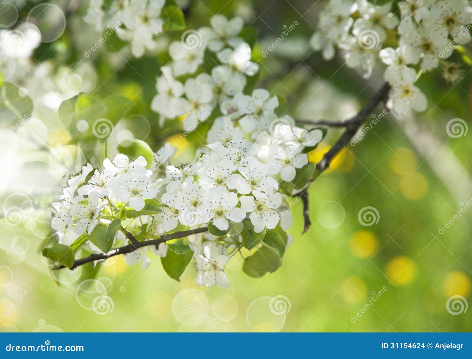 Beautiful Spring Blossoming Tree Background. Stock Photo - Image of ...