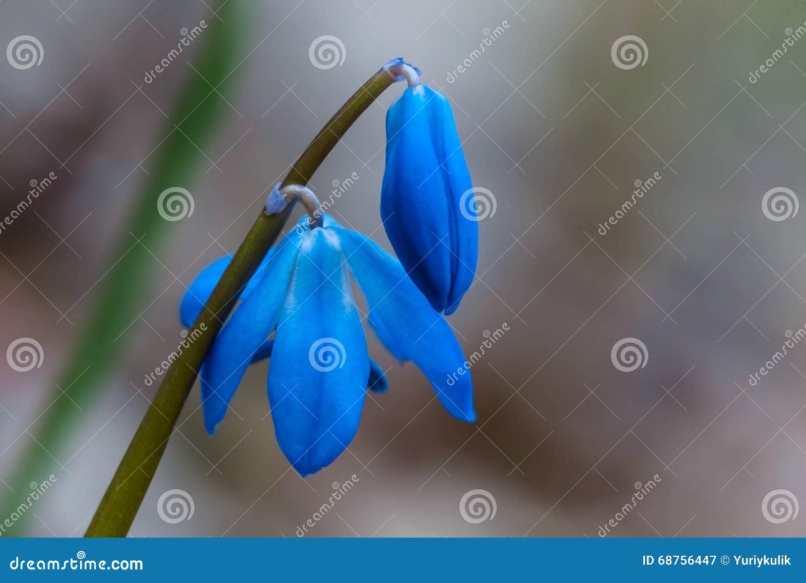 Beautiful Spring Blue Flowers Stock Image - Image of aroma, blue: 68756447