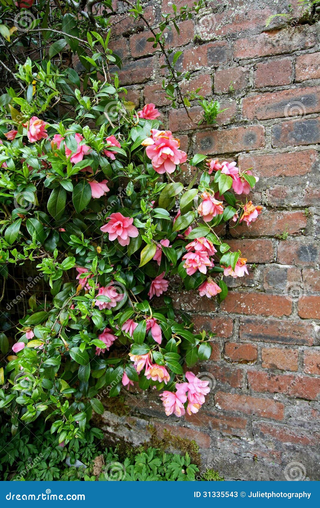 Beautiful Spring Bush with Blooming Flowers Stock Image - Image of ...