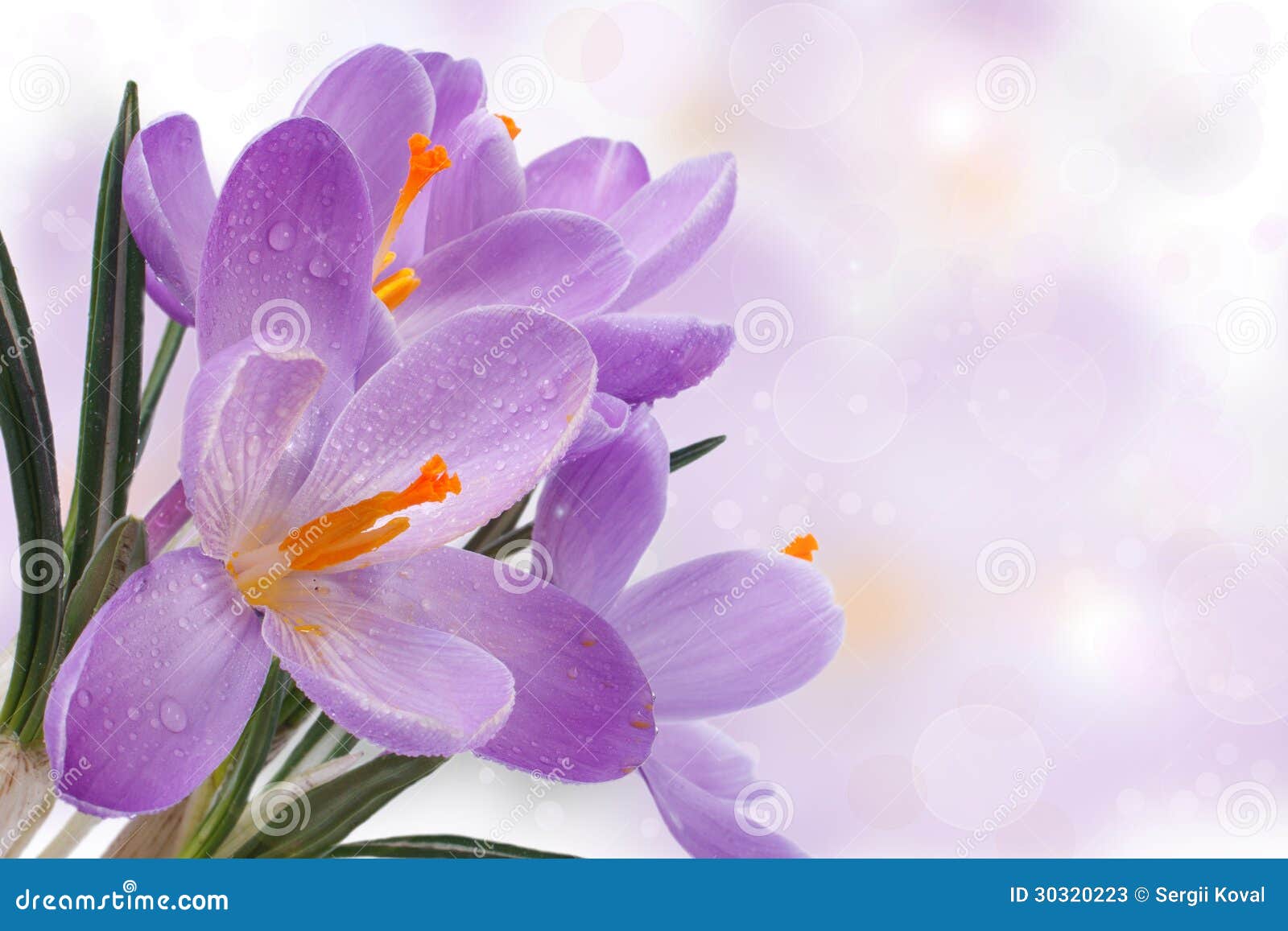 Beautiful Spring Card with Blue Flowers. Stock Image - Image of crocus ...