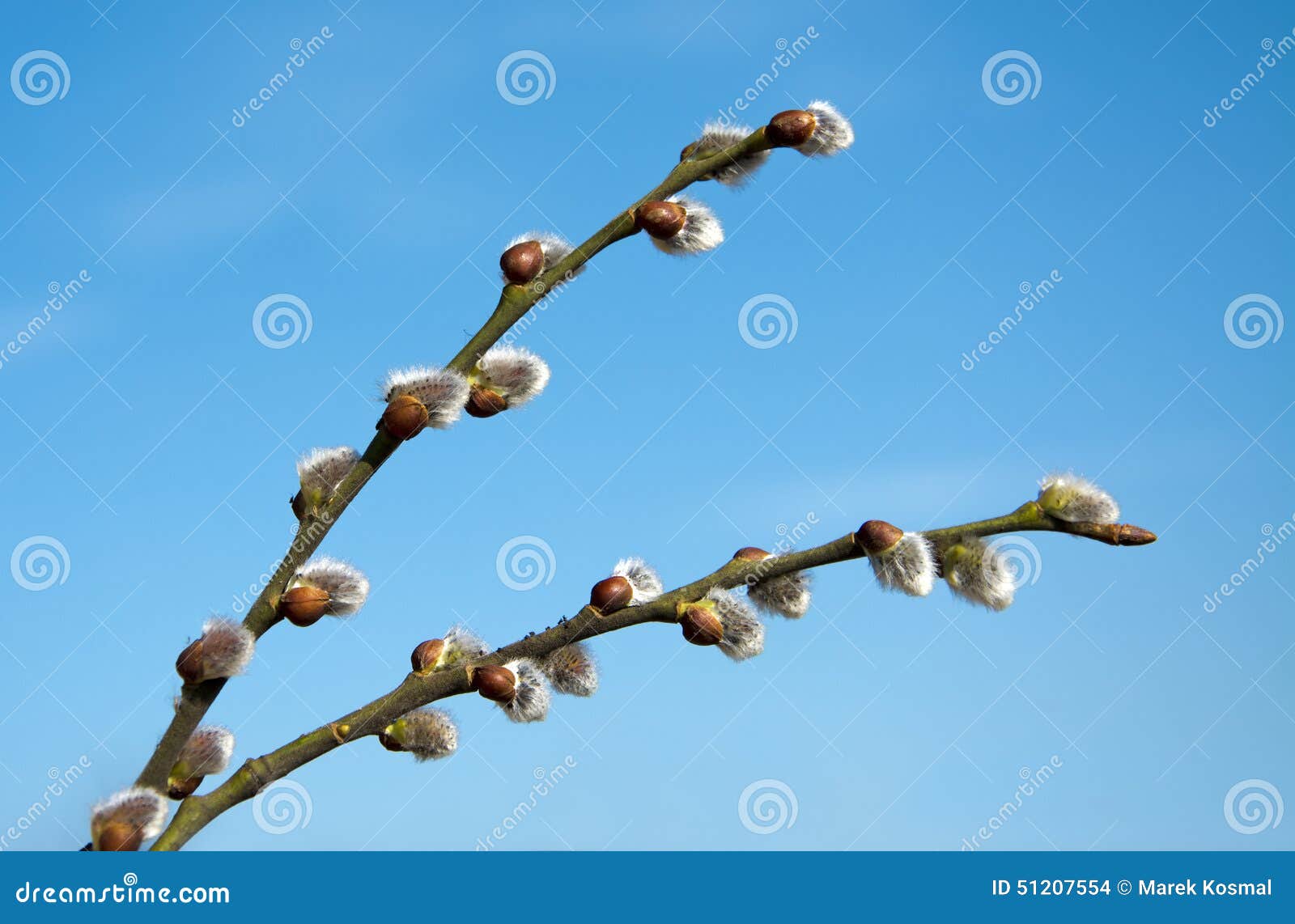 Beautiful Spring Catkins on Blue Sky Background. Stock Photo - Image of ...