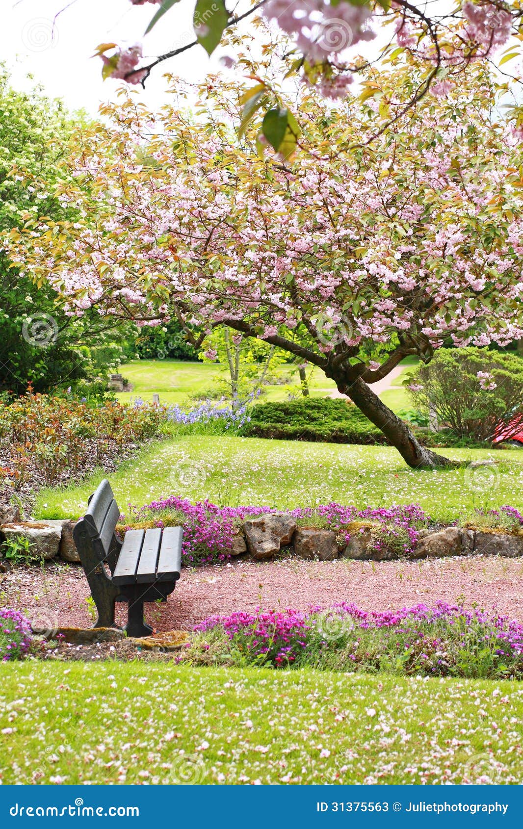 Beautiful Spring with Cherry Tree and Wooden Bench Stock Image - Image ...
