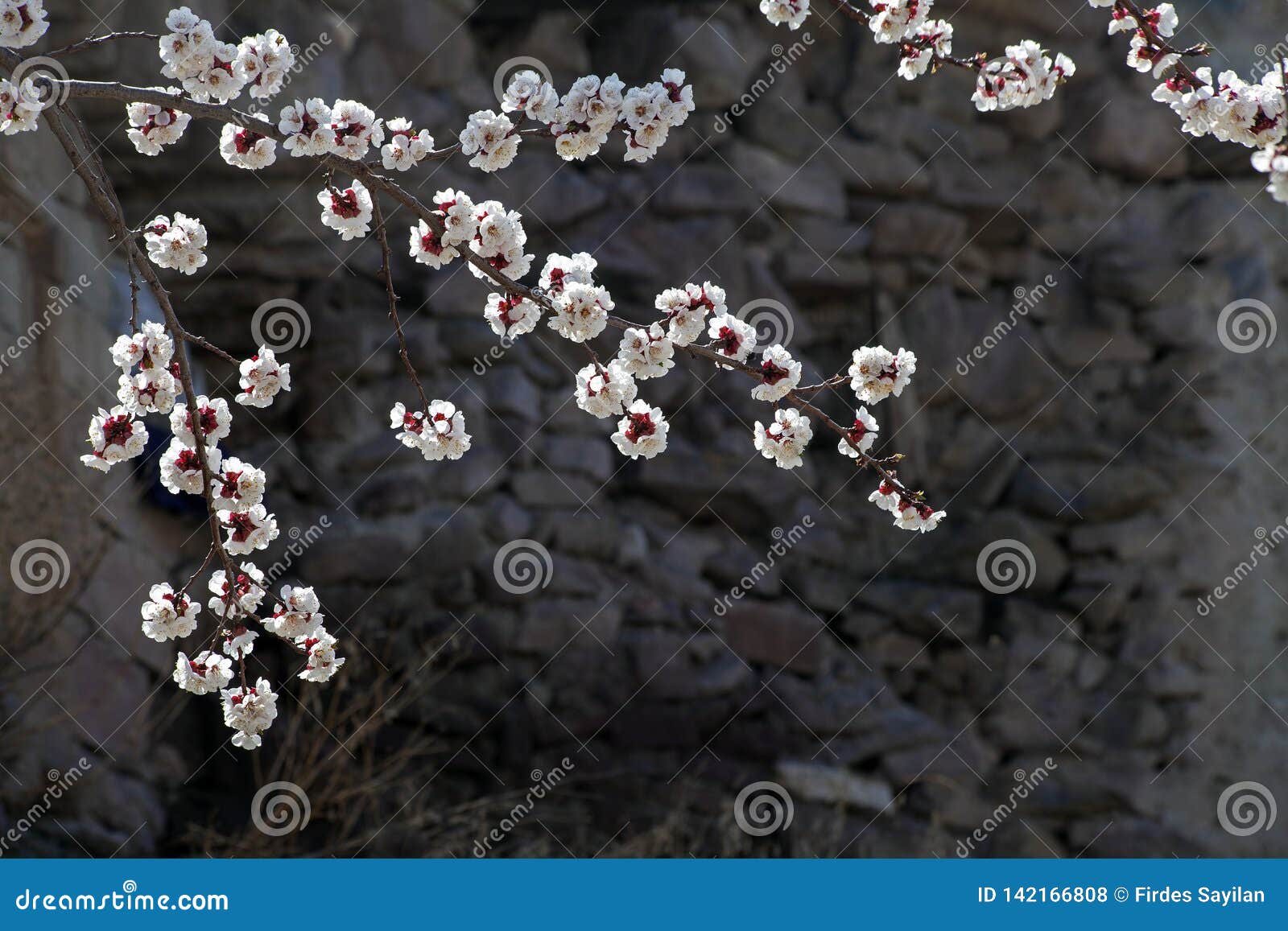 Spring Composition with White Flower Stock Photo - Image of blossom ...