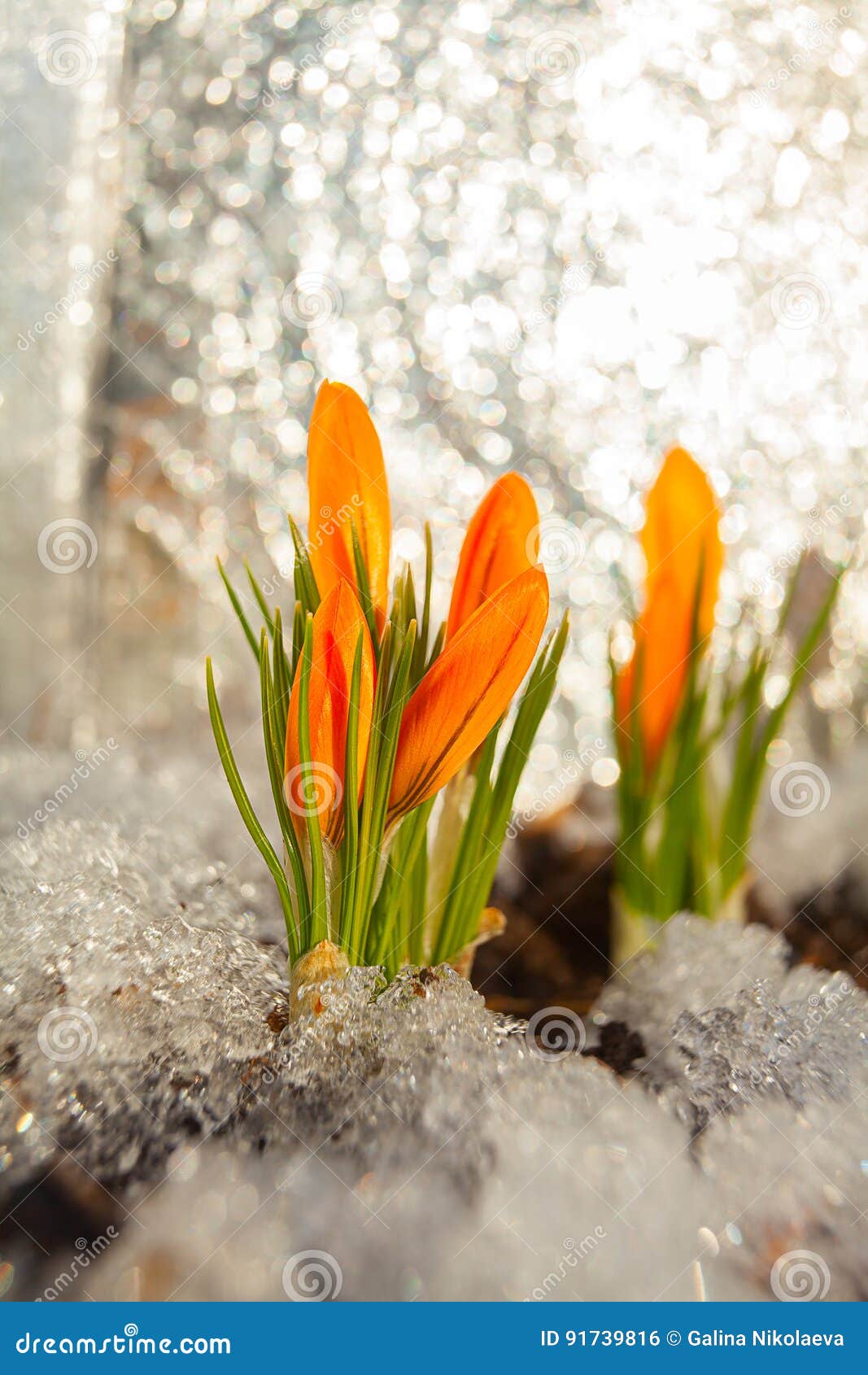 Beautiful Spring Crocus Flower on Background Image Stock Photo - Image ...