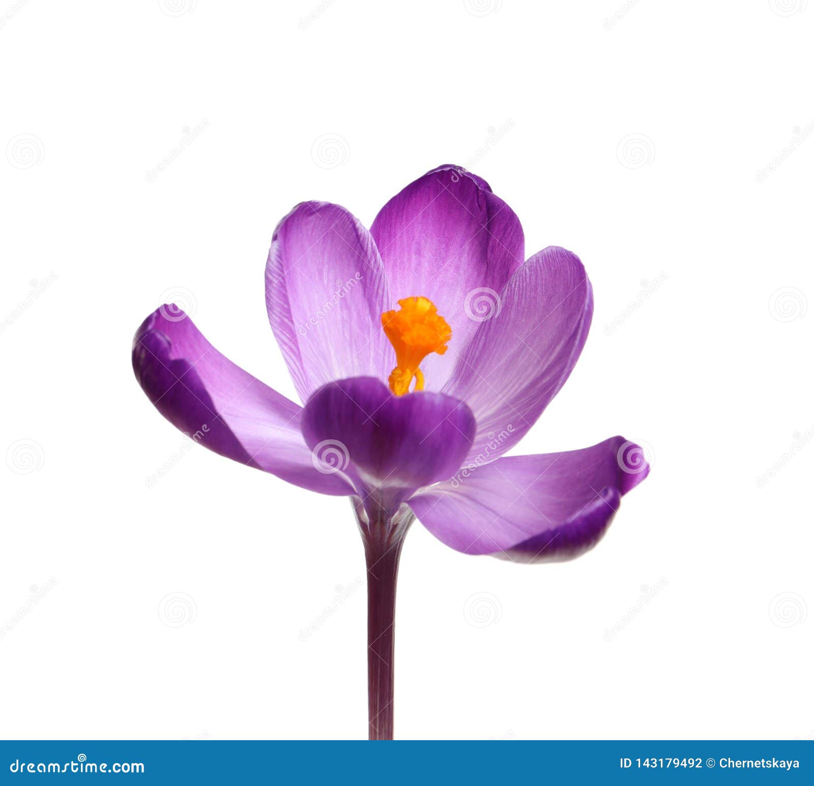 Beautiful Spring Crocus Flower on White Stock Photo - Image of natural ...