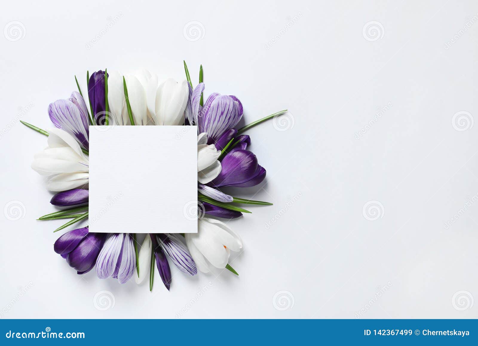Beautiful Spring Crocus Flowers and Card on Light Background, Top View ...
