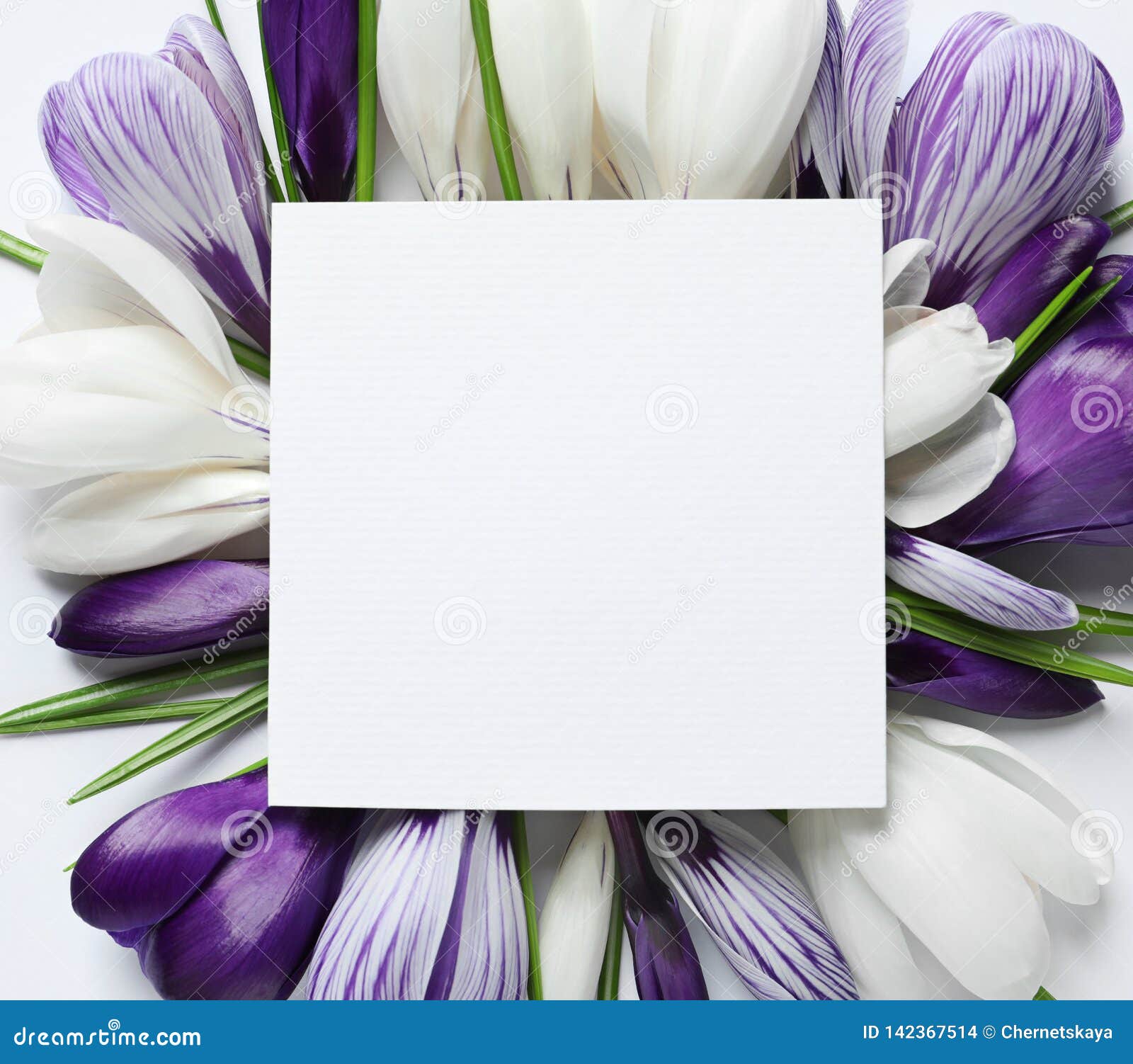 Beautiful Spring Crocus Flowers and Card on White Background, Top View ...
