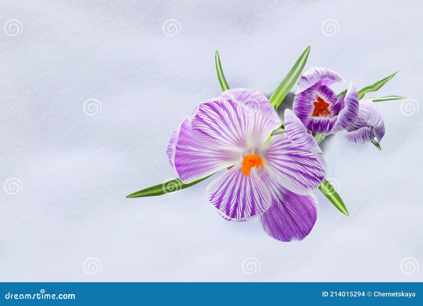 Beautiful Spring Crocus Flowers Growing through Snow Outdoors, Top View ...