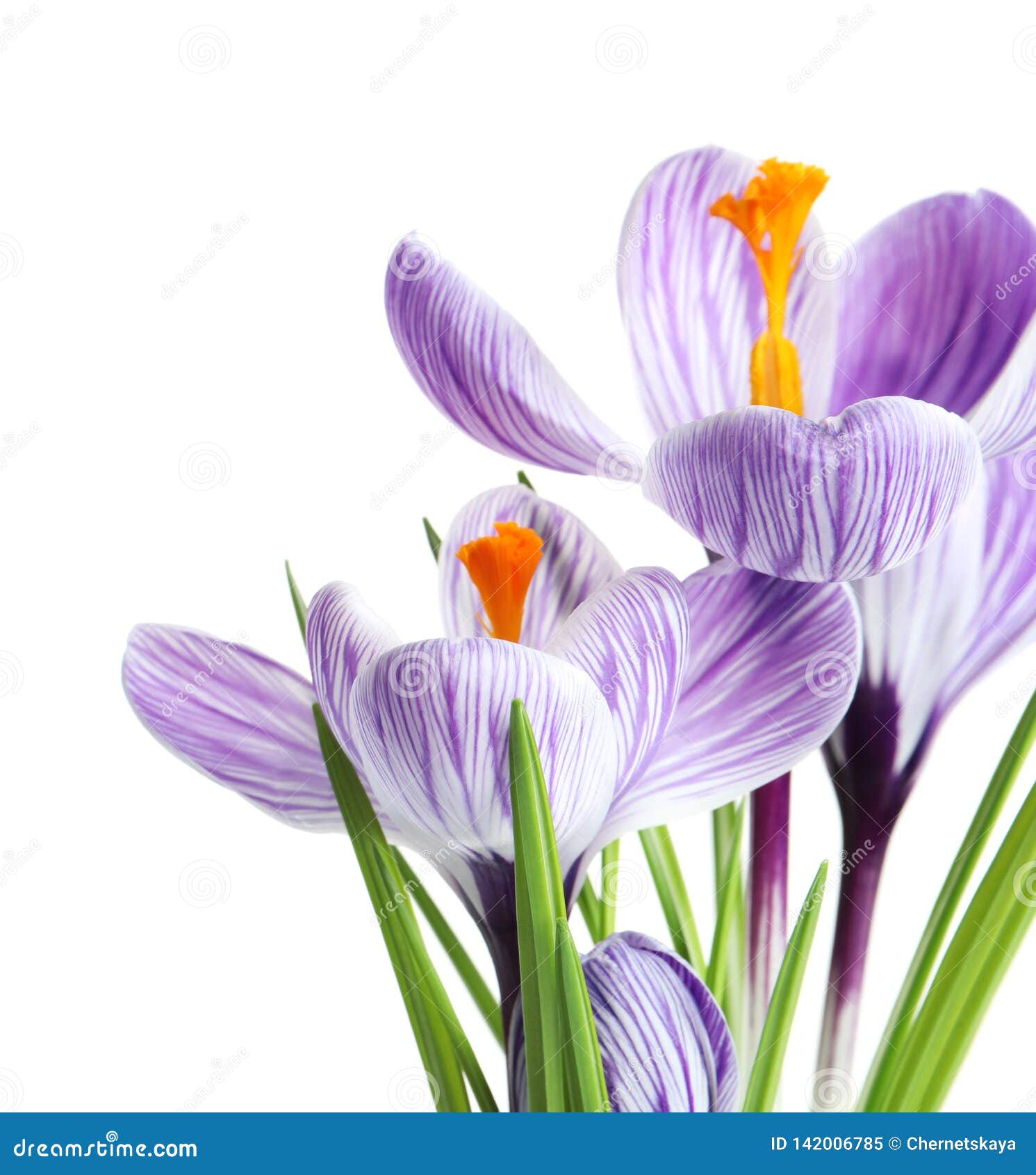 Beautiful Spring Crocus Flowers on White Stock Image - Image of flowers ...