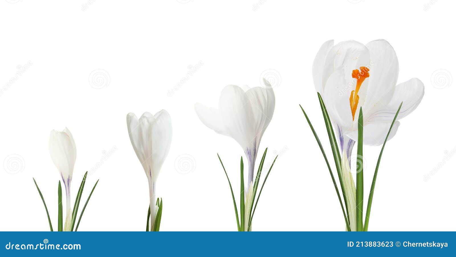 Beautiful Spring Crocus Flowers on White Background, Banner Design ...