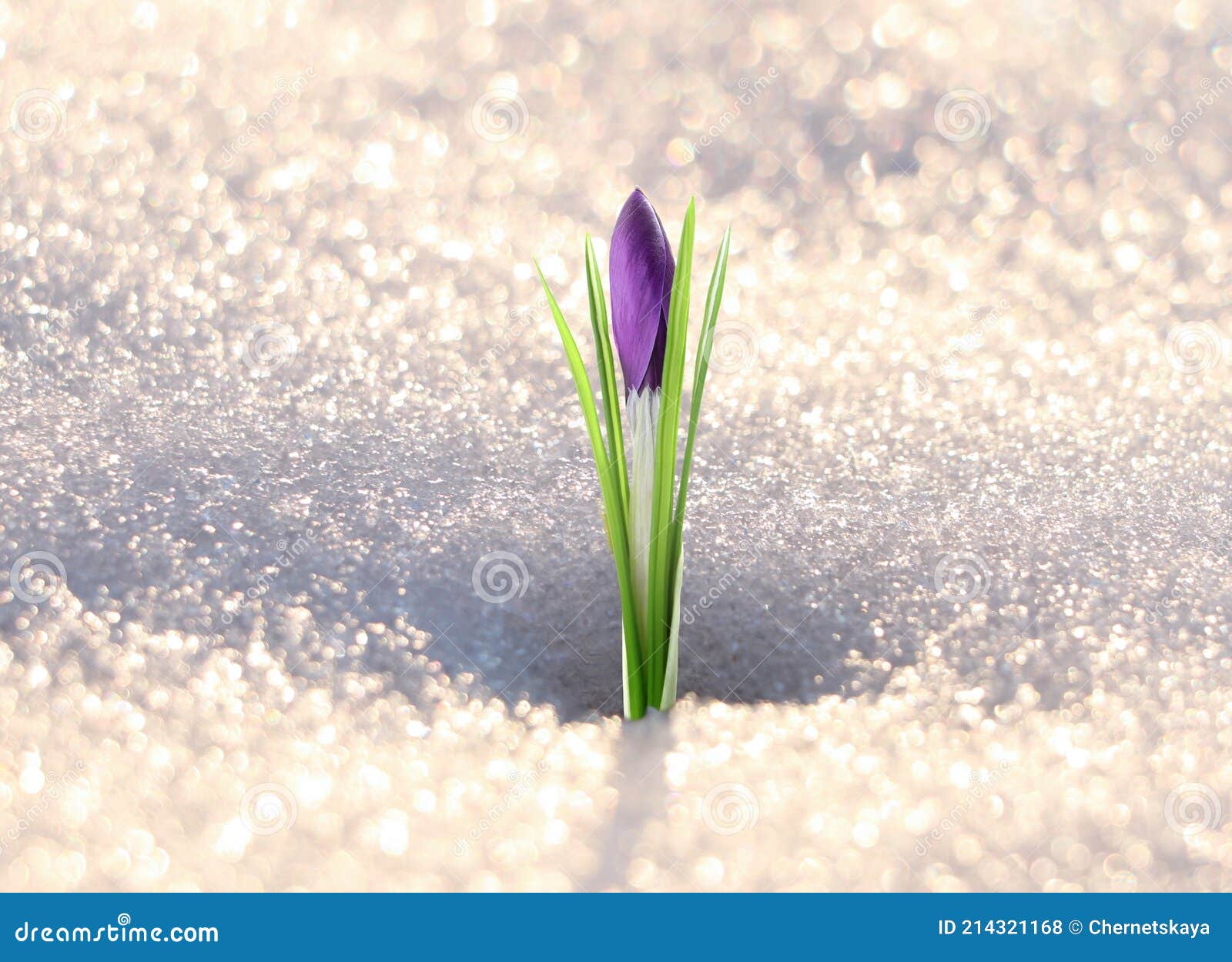Beautiful Spring Crocus Growing through Snow Outdoors Stock Photo ...