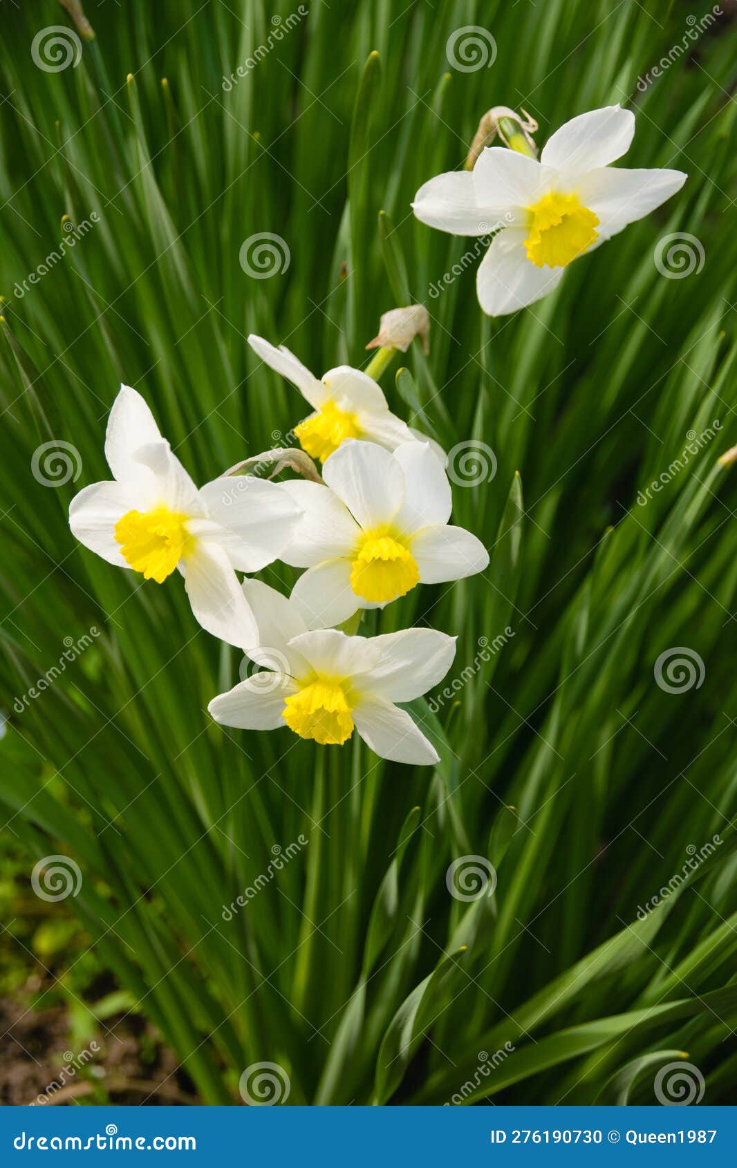 Beautiful Spring Daffodil Flowers in Sunny Weather Stock Photo - Image ...