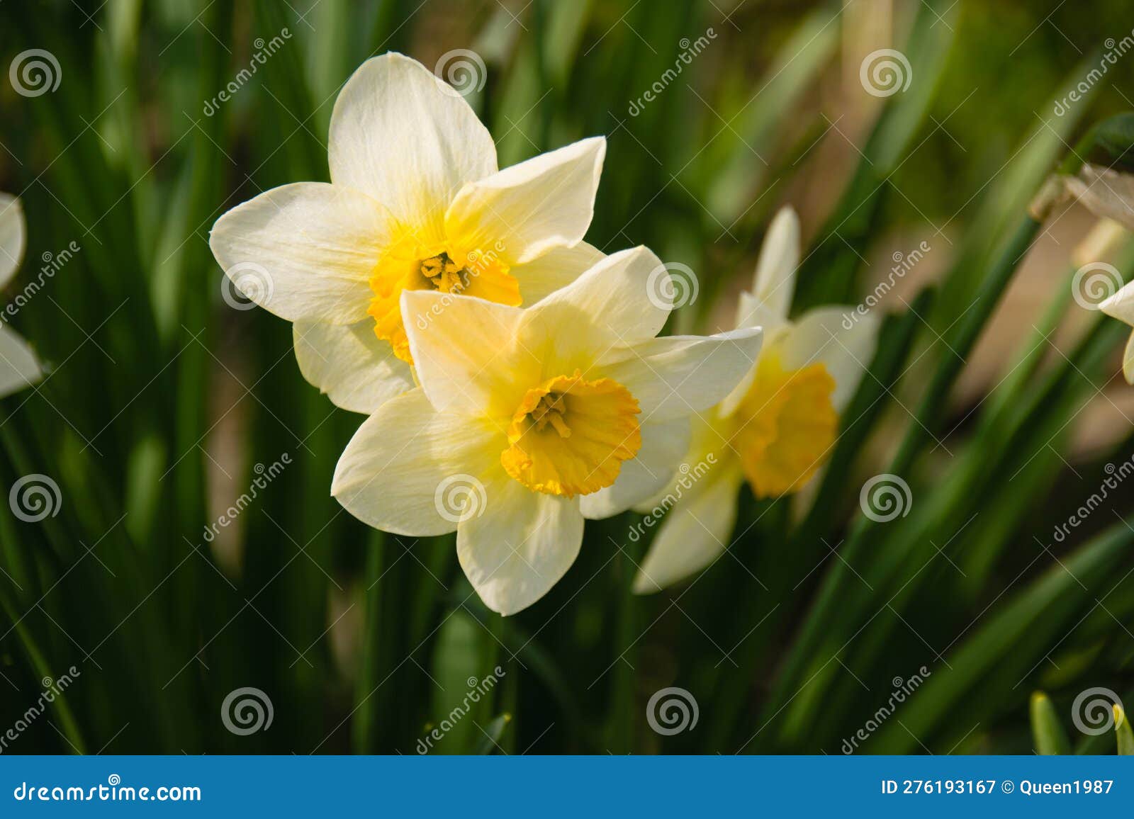 Beautiful Spring Daffodil Flowers in Sunny Weather Stock Image - Image ...