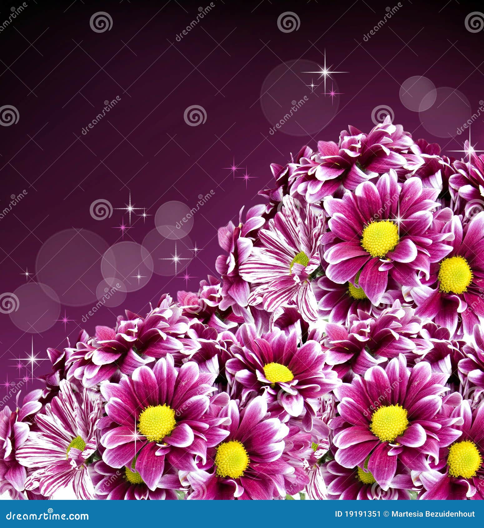 Beautiful Spring Daisy Flowers Stock Image - Image of gardens, bright ...