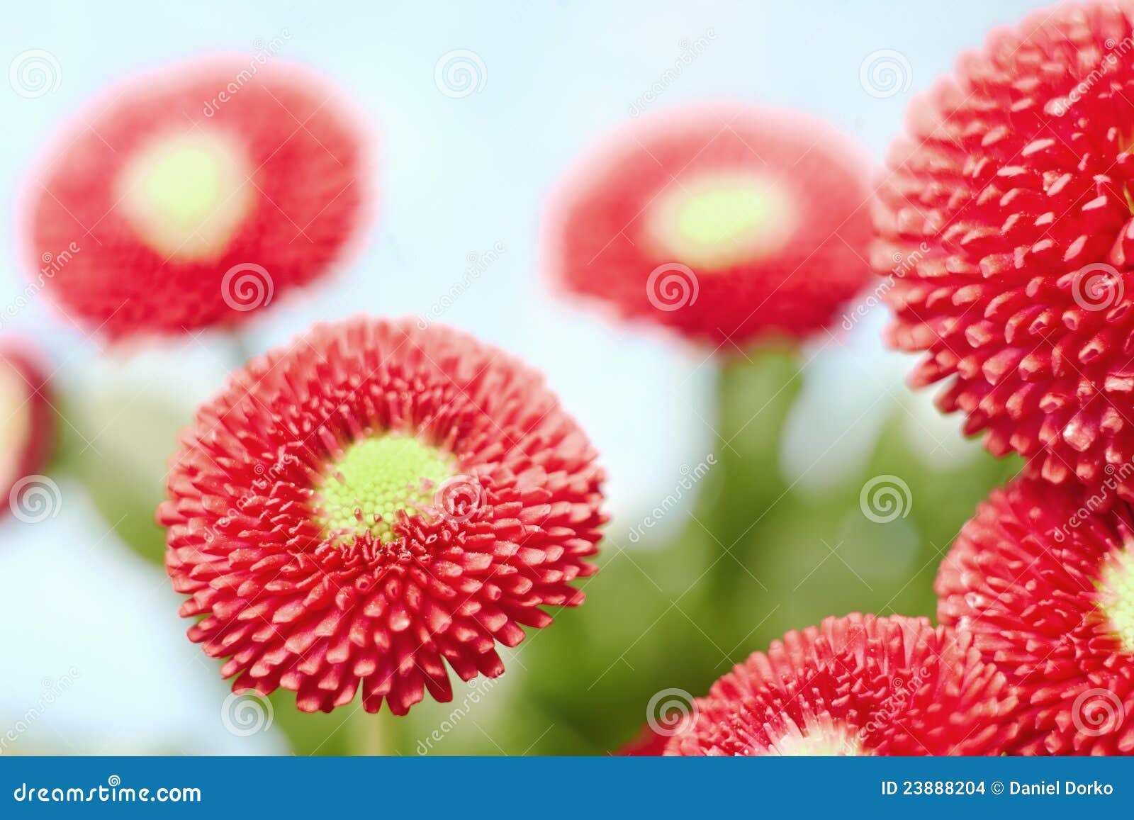 Beautiful Spring Daisy Flowers Stock Photo - Image of floral, fresh ...