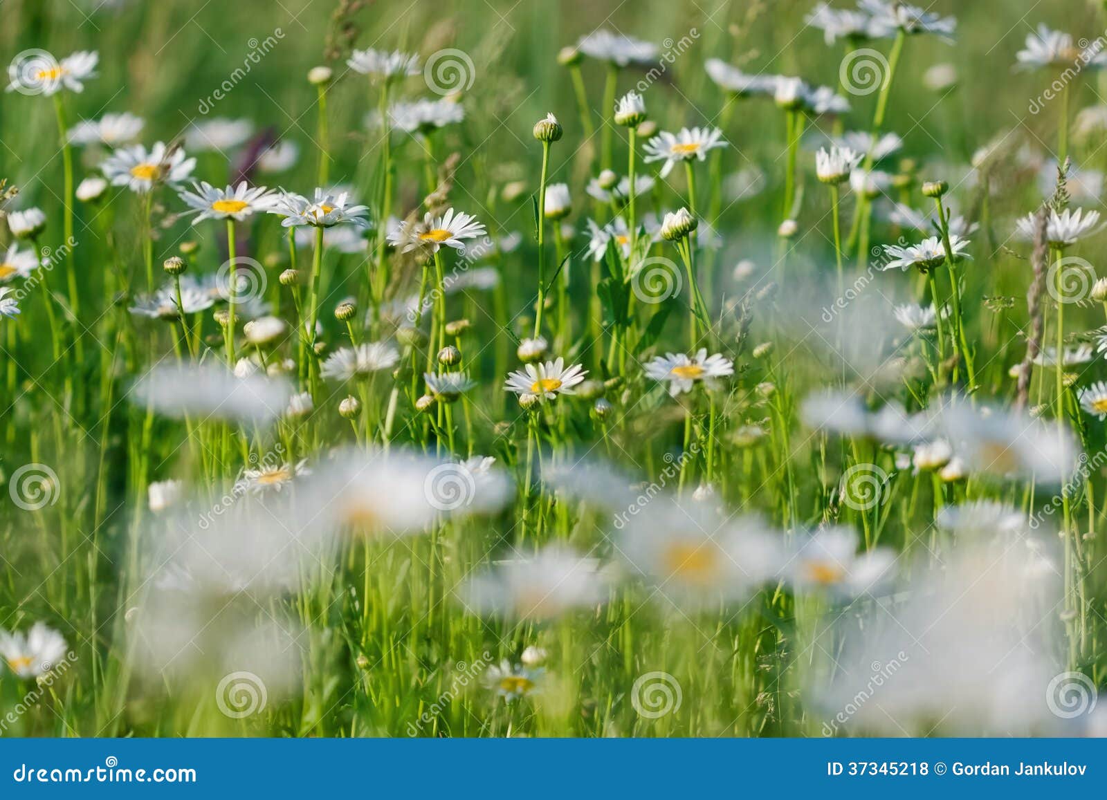 Beautiful spring daisy stock photo. Image of flower, april - 37345218