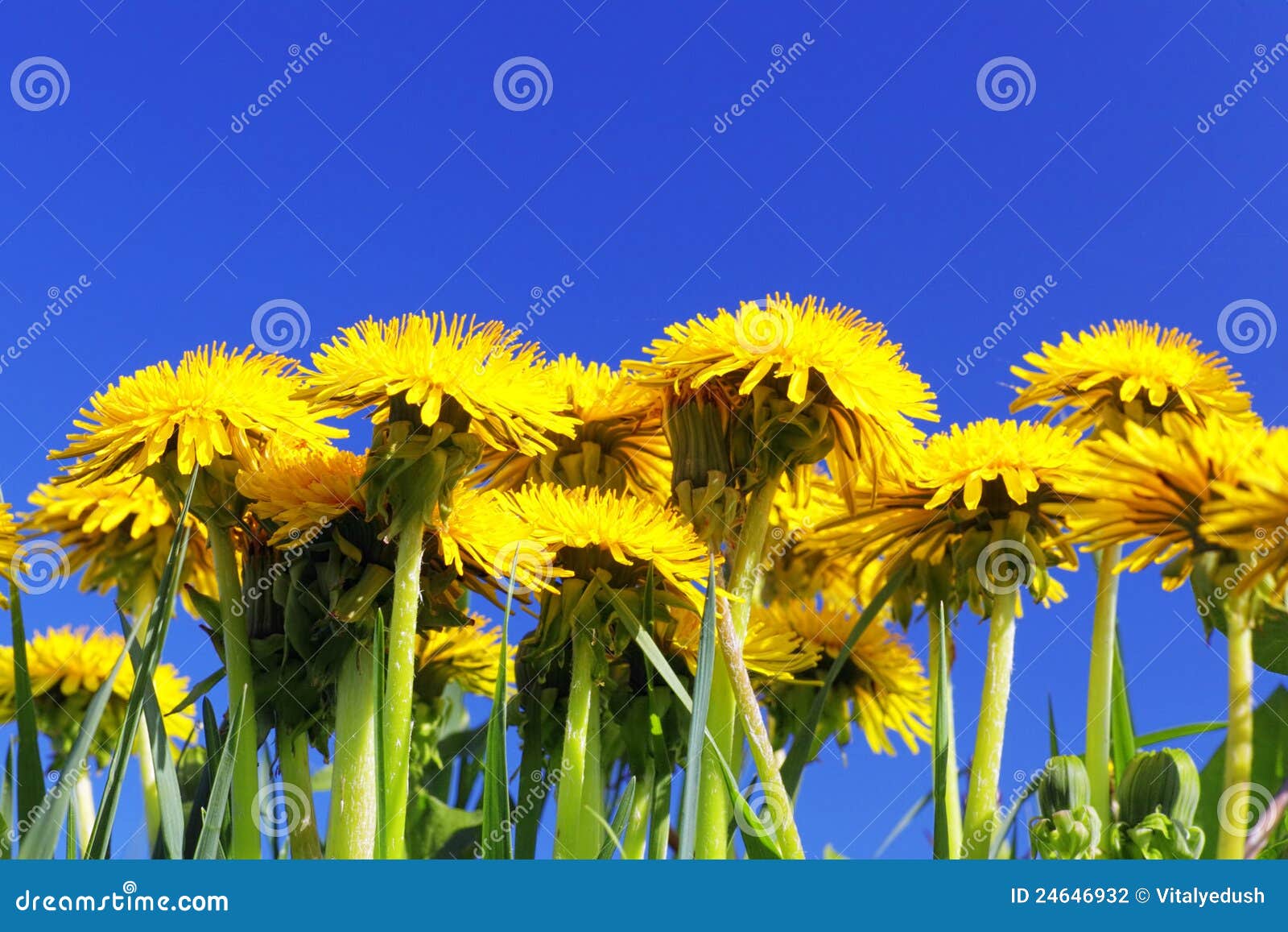 Beautiful Spring Dandelions in a Field. Stock Photo - Image of ...