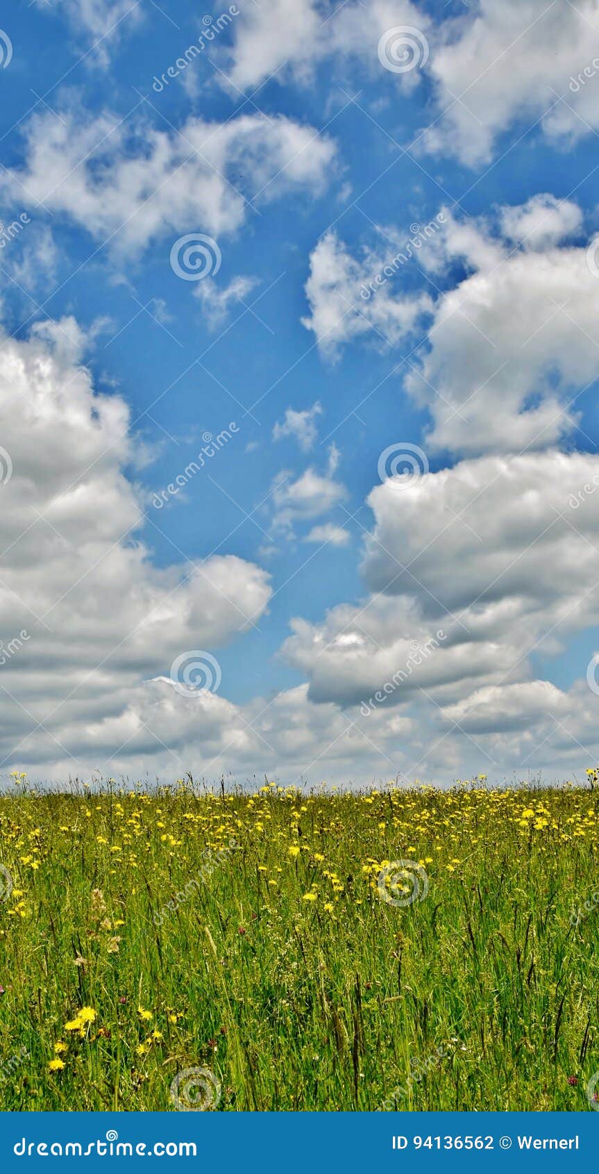 Beautiful spring Day stock photo. Image of sunshine, wildflowers - 94136562
